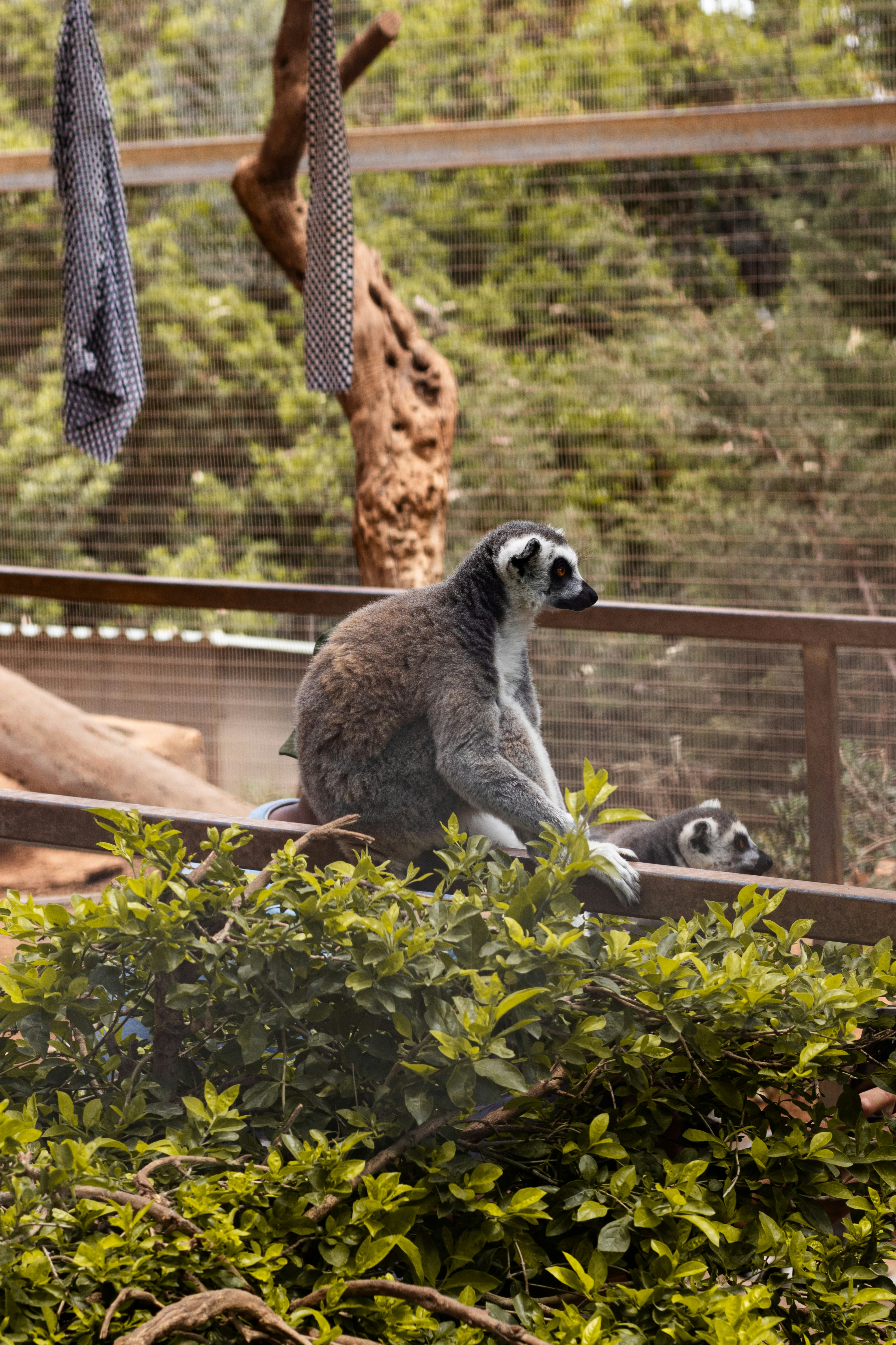 Lemur on the Rail: A Quiet Moment Among Green Fronds