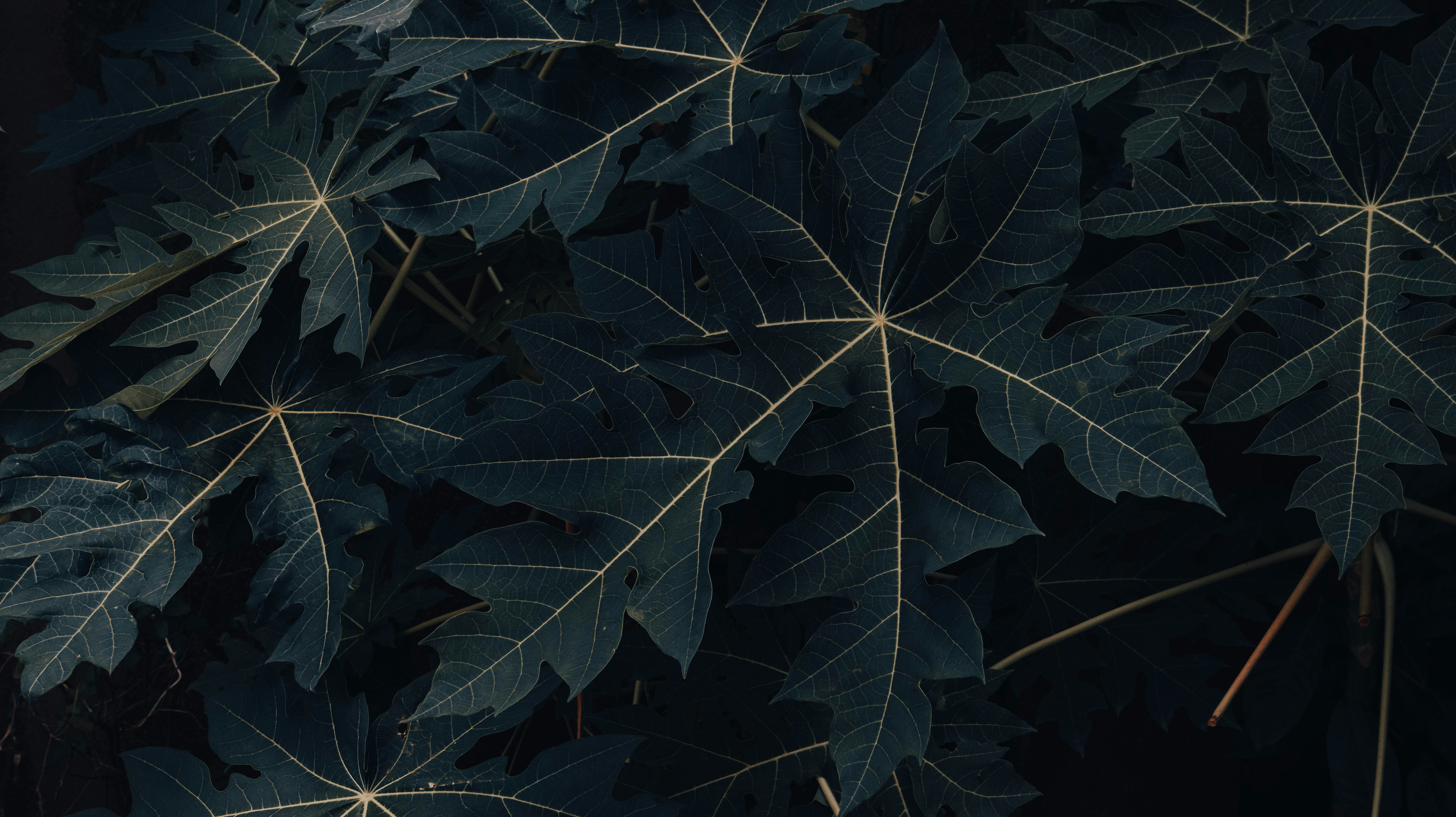 A close up of a leaf on a tree photo – Free Wallpaper Image on Unsplash