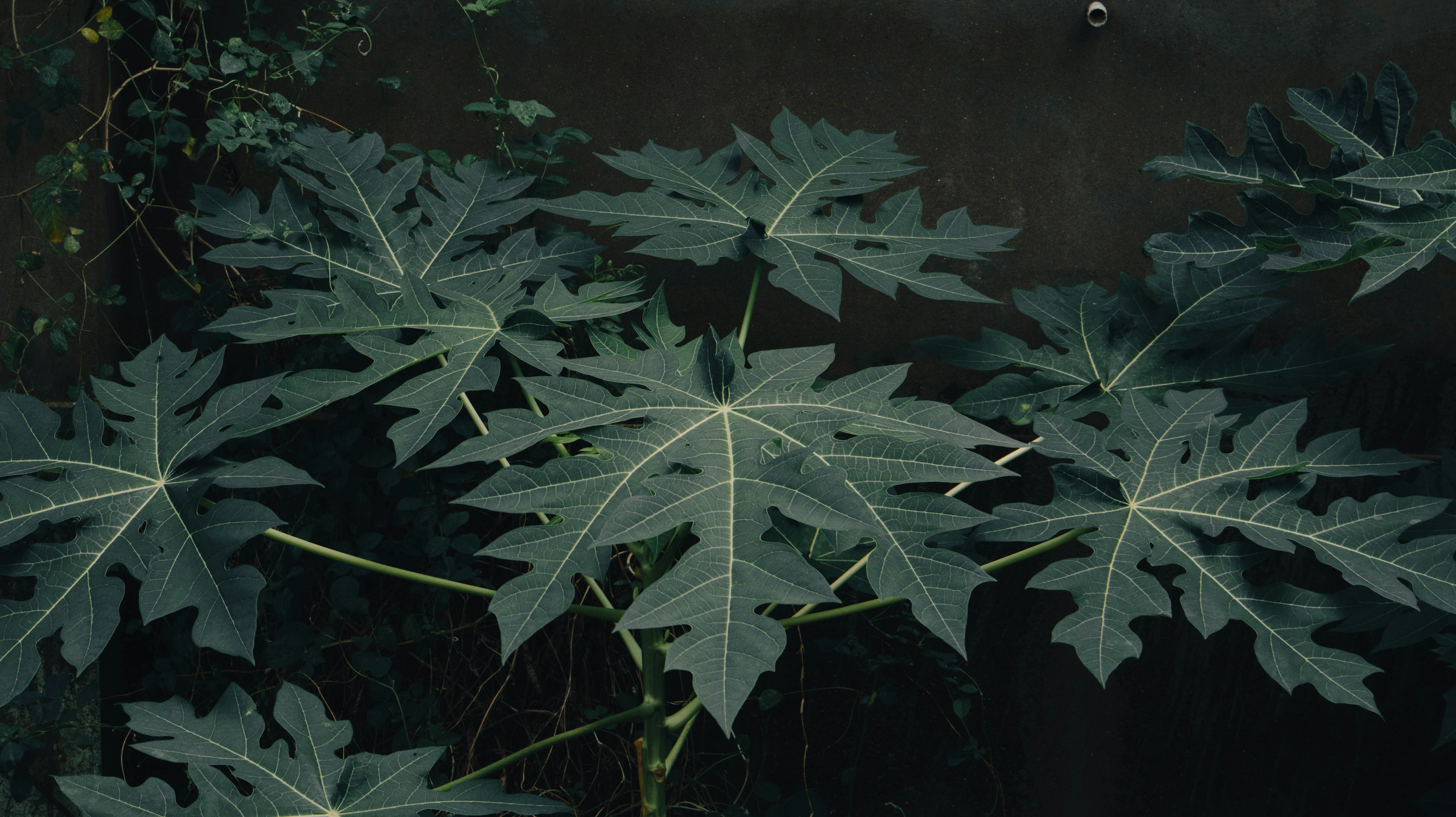 Shadowed Palmate Canopy: Quiet Green Veins in Dim Light