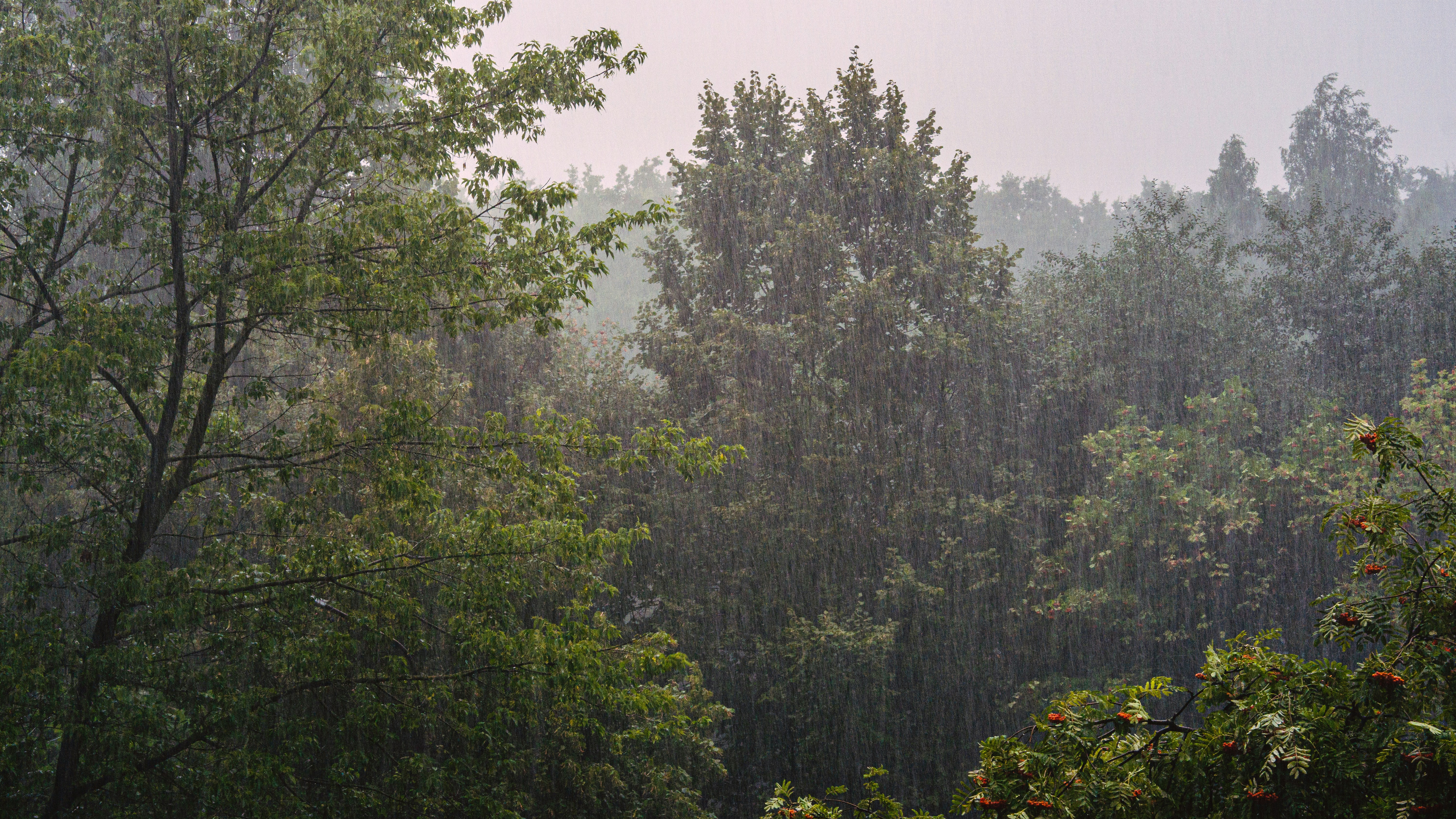A forest filled with lots of trees covered in rain photo – Free Land ...