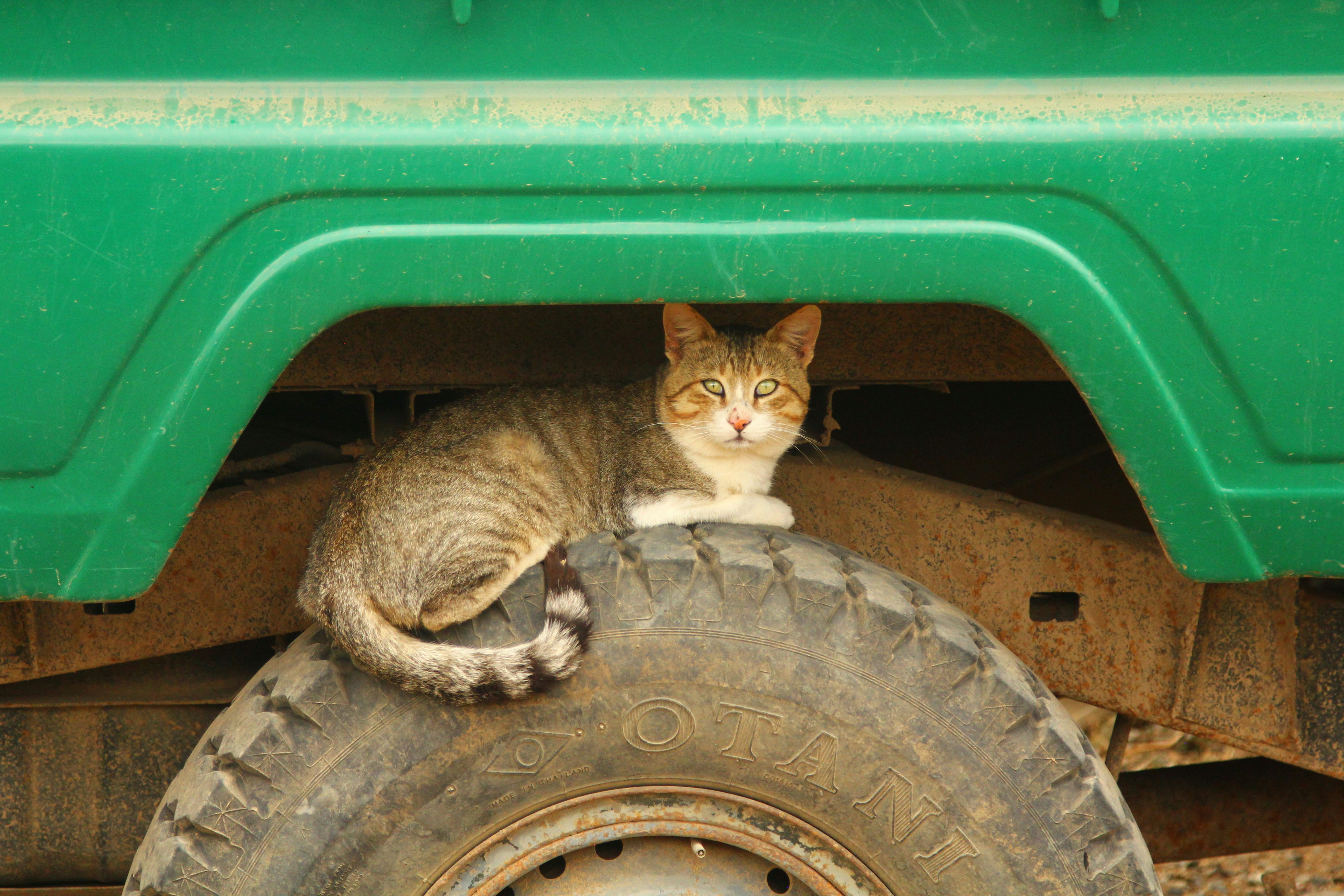 A cat sitting on the tire of a green truck photo – Free Nanyuki Image ...