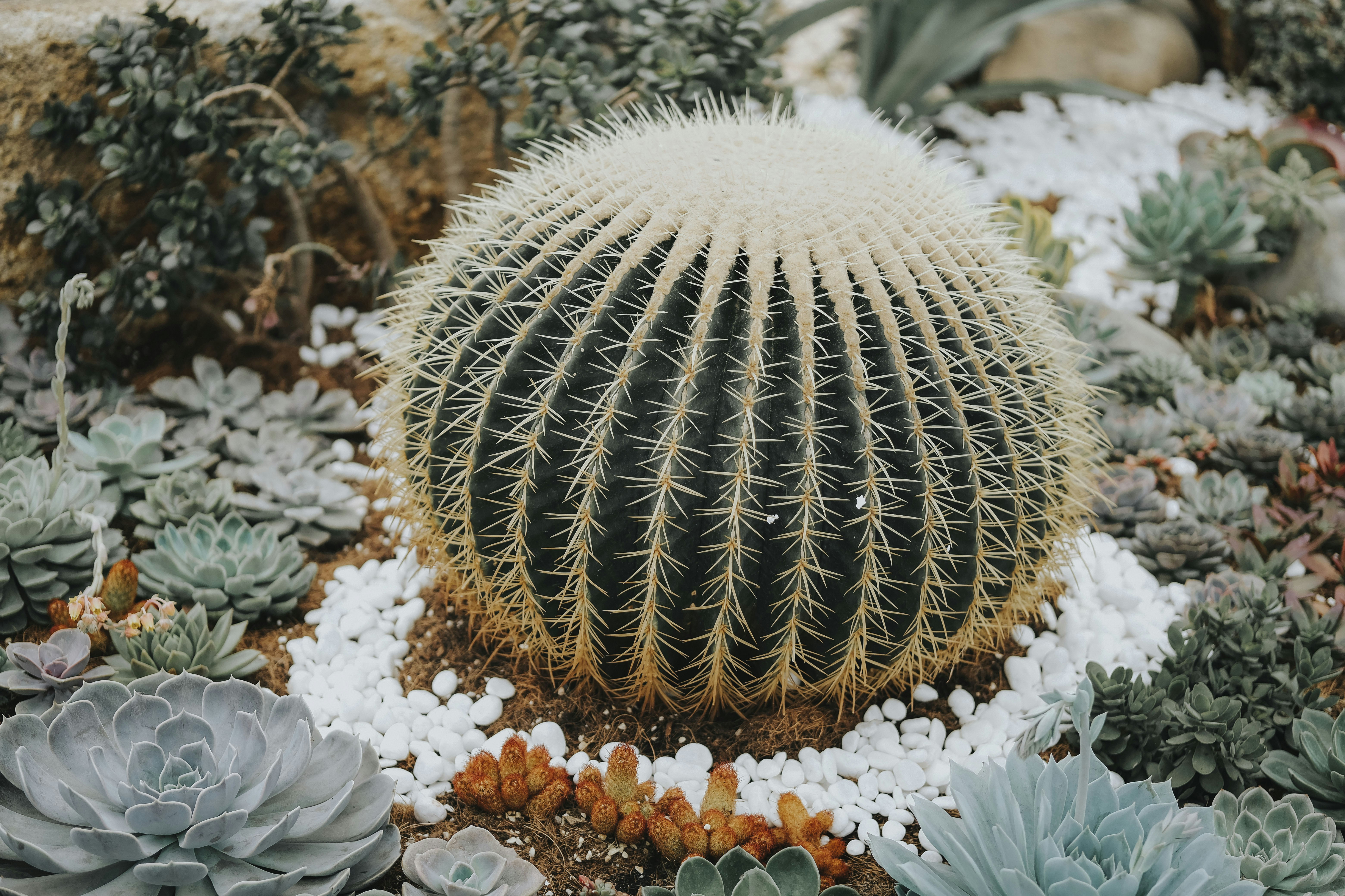 Symmetric Sentinel: A Barrel Cactus Among a Quilt of Rosette Succulents