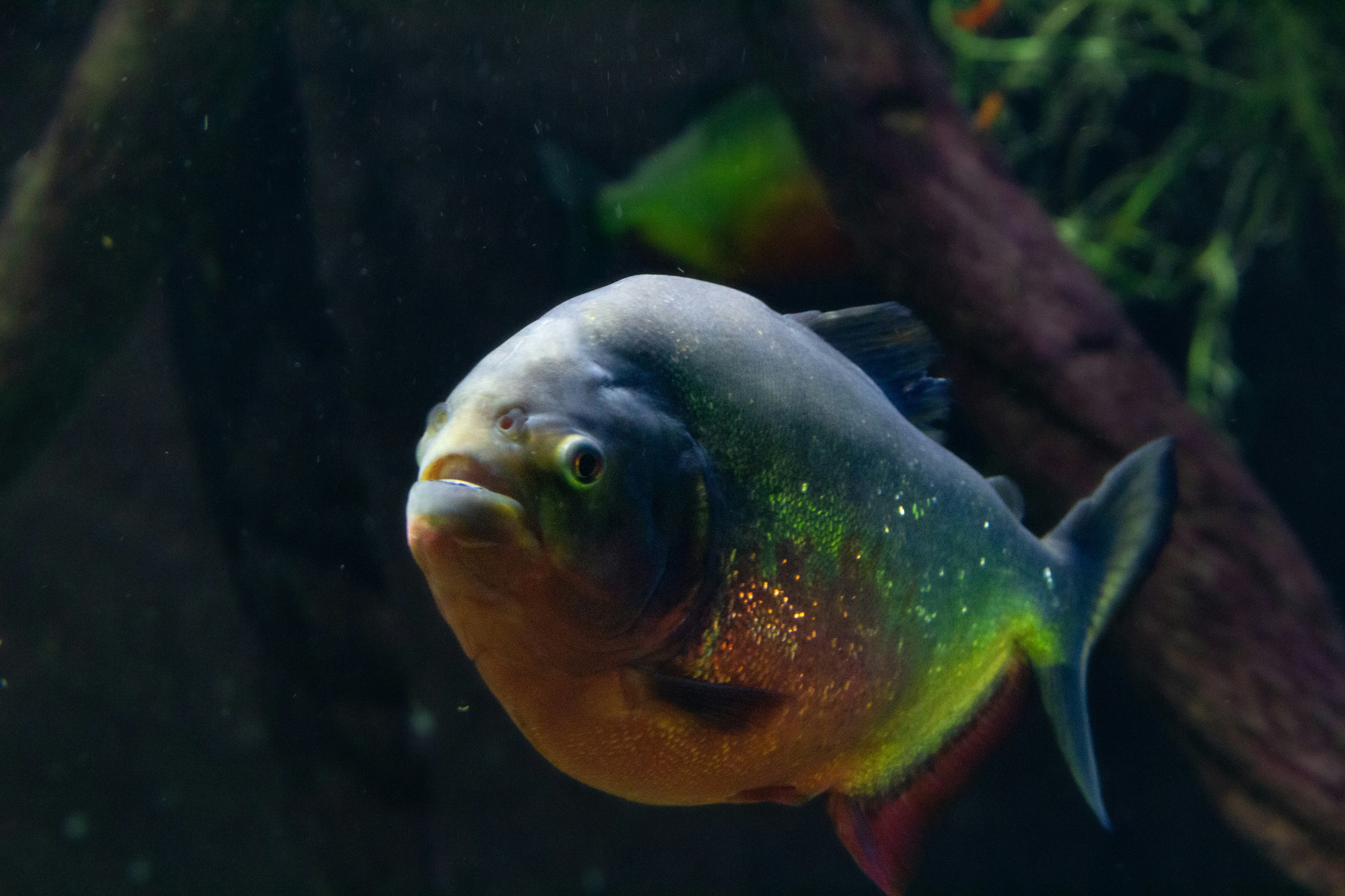 Glimmering Guardian of the Deep