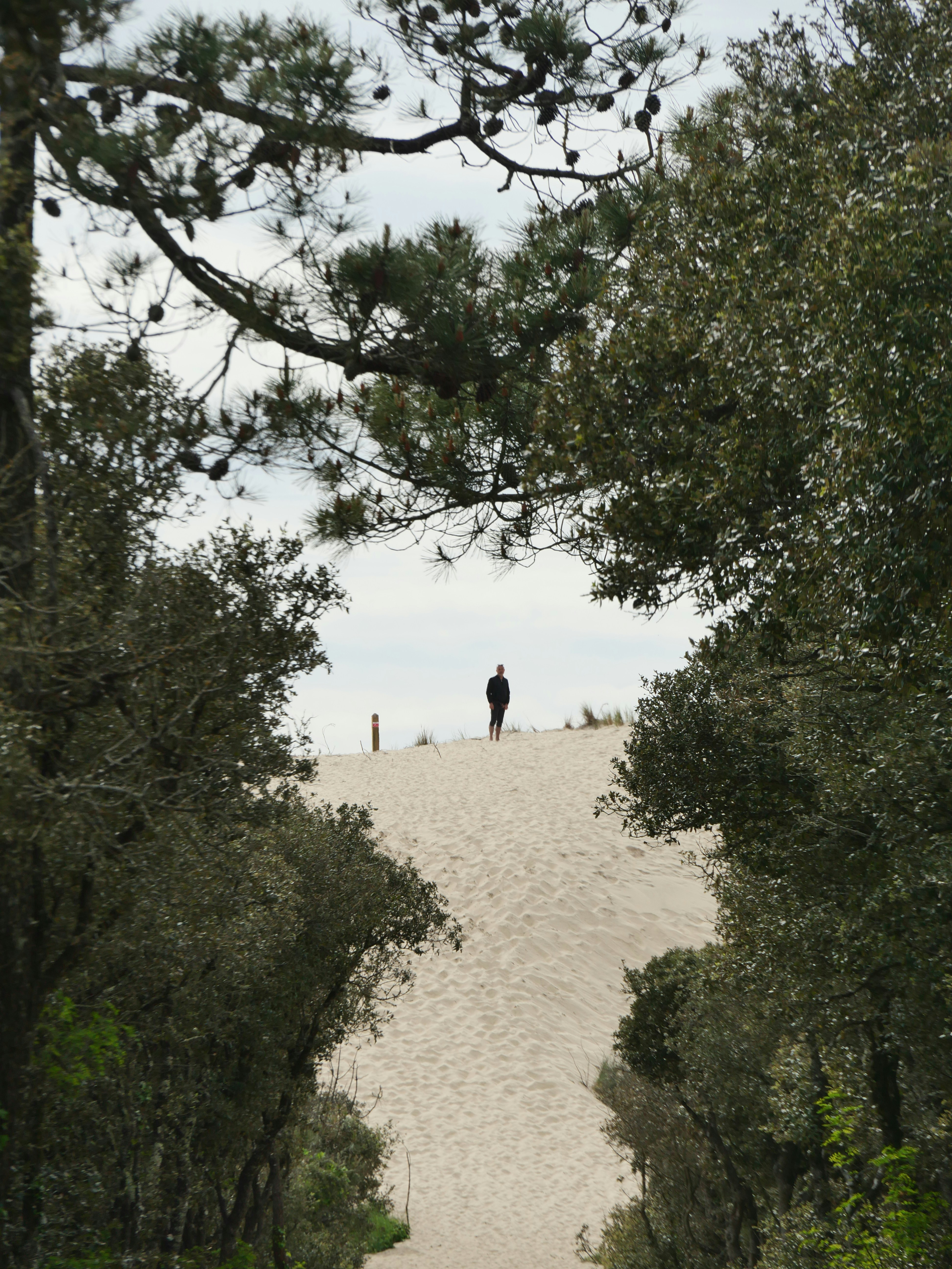 Lone Figure at the Dune Crest Framed by Coastal Pines
