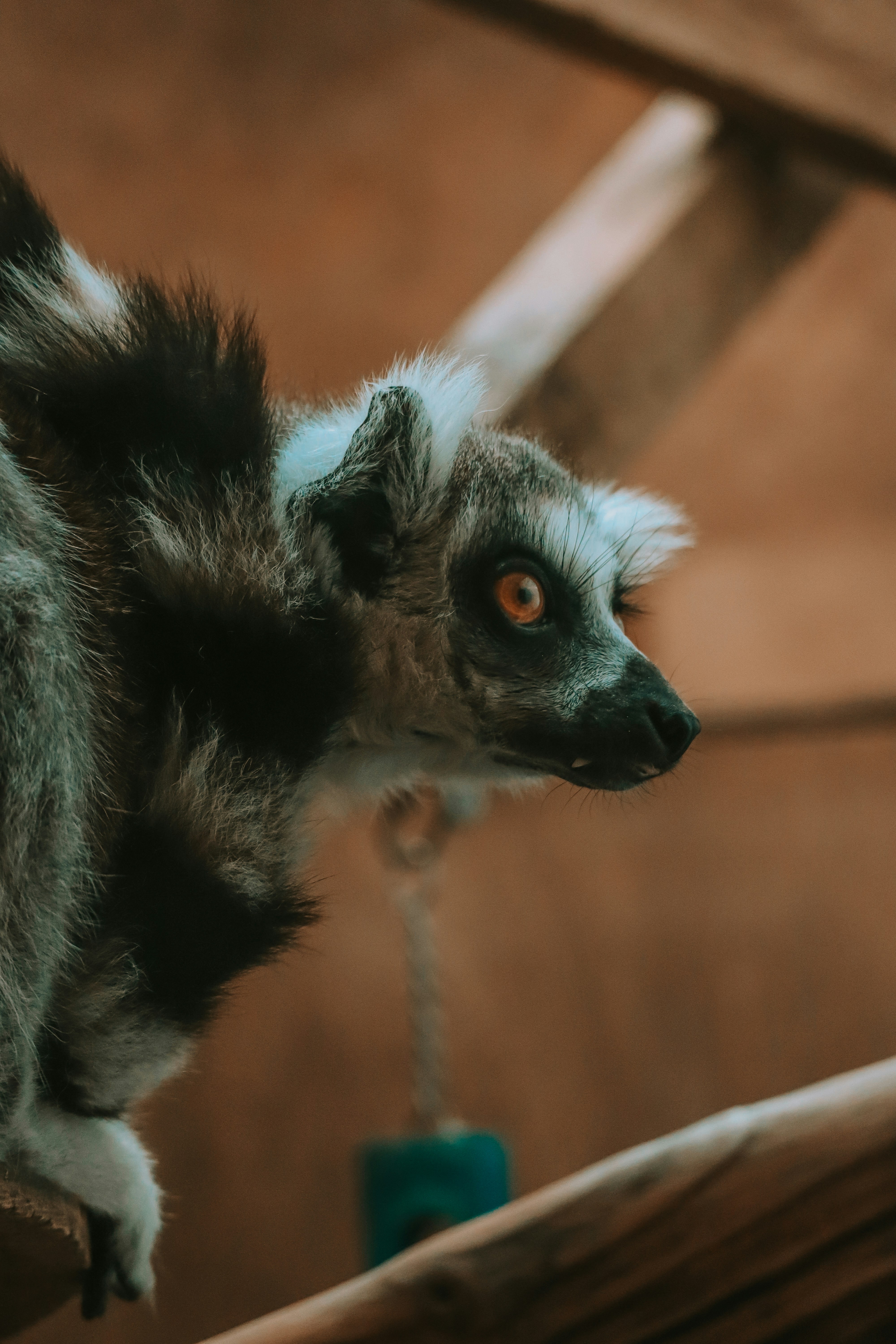 Curious Ring-Tailed Lemur Quietly Observes from a Wooden Enclosure