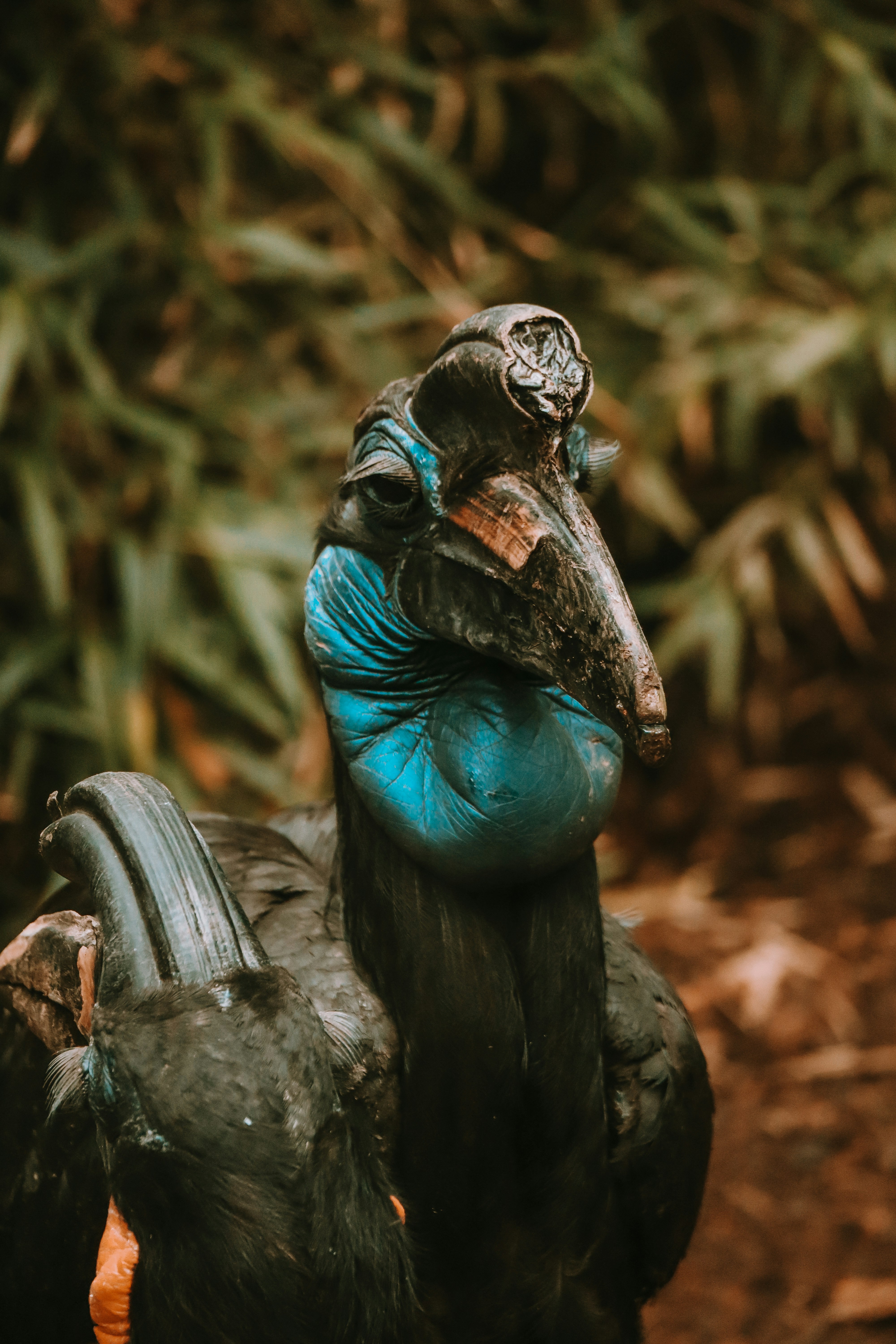Blue-throated Shoebill Gaze in Dappled Forest Light