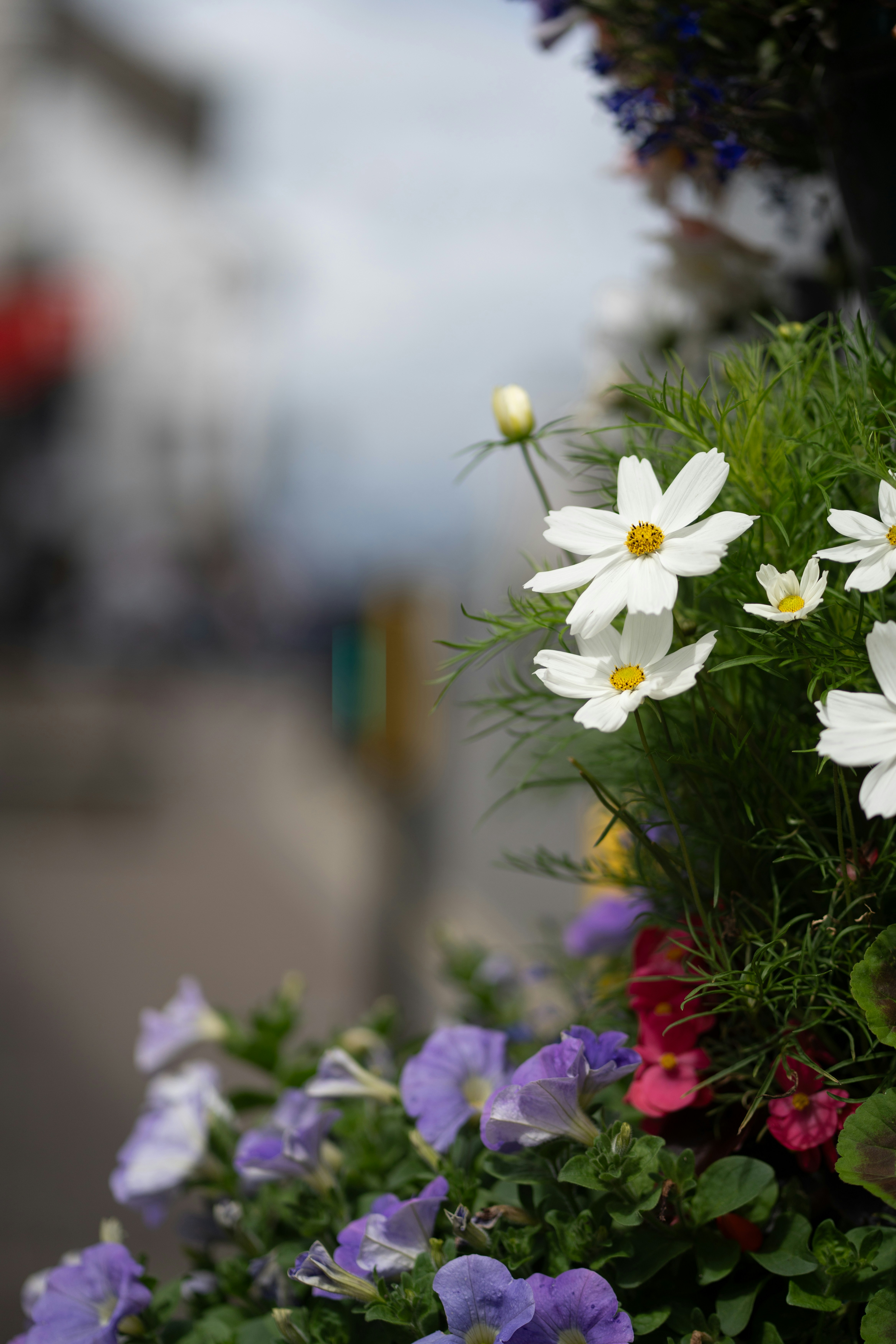 Urban Bloom: White Daisies Framed by a Quiet Street
