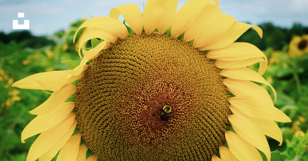 Foto zum Thema Eine große sonnenblume in einem feld mit sonnenblumen ... Foto zum Thema Eine große sonnenblume in einem feld mit sonnenblumen ...