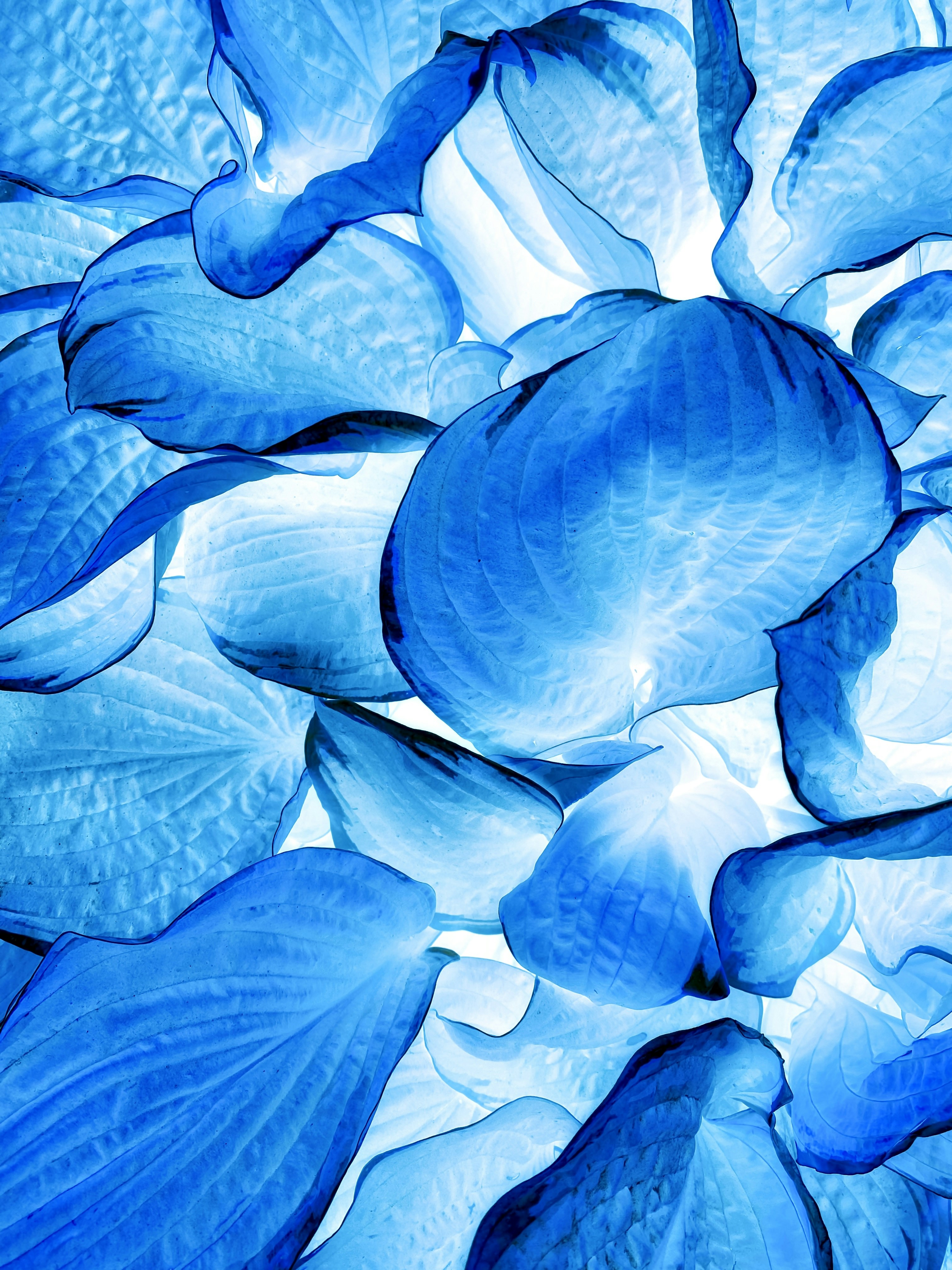 A close up view of a blue flower photo – Free Texture Image on Unsplash