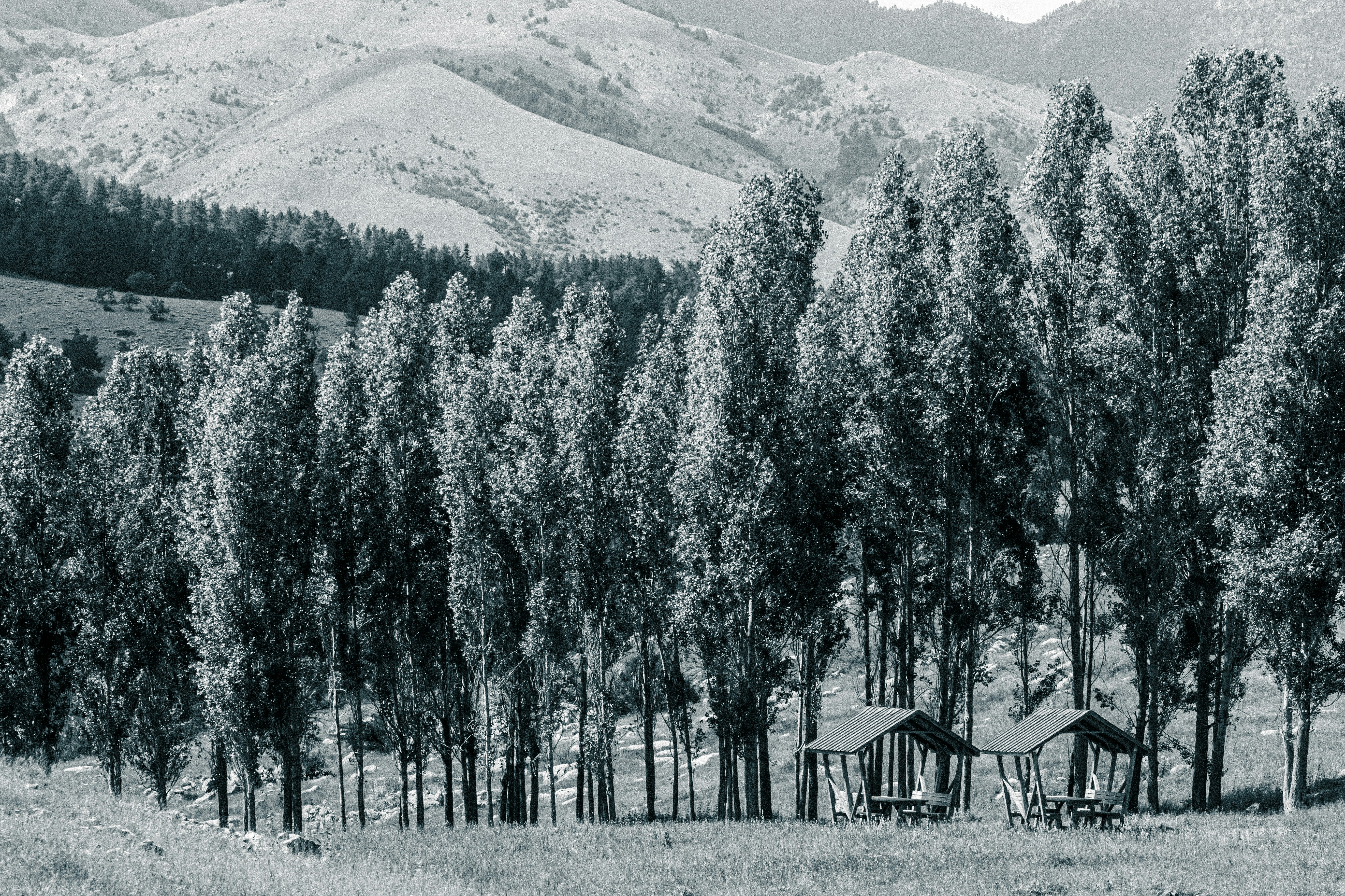 Quiet Snowfield Camp Beneath Tall Pines and Distant Peaks