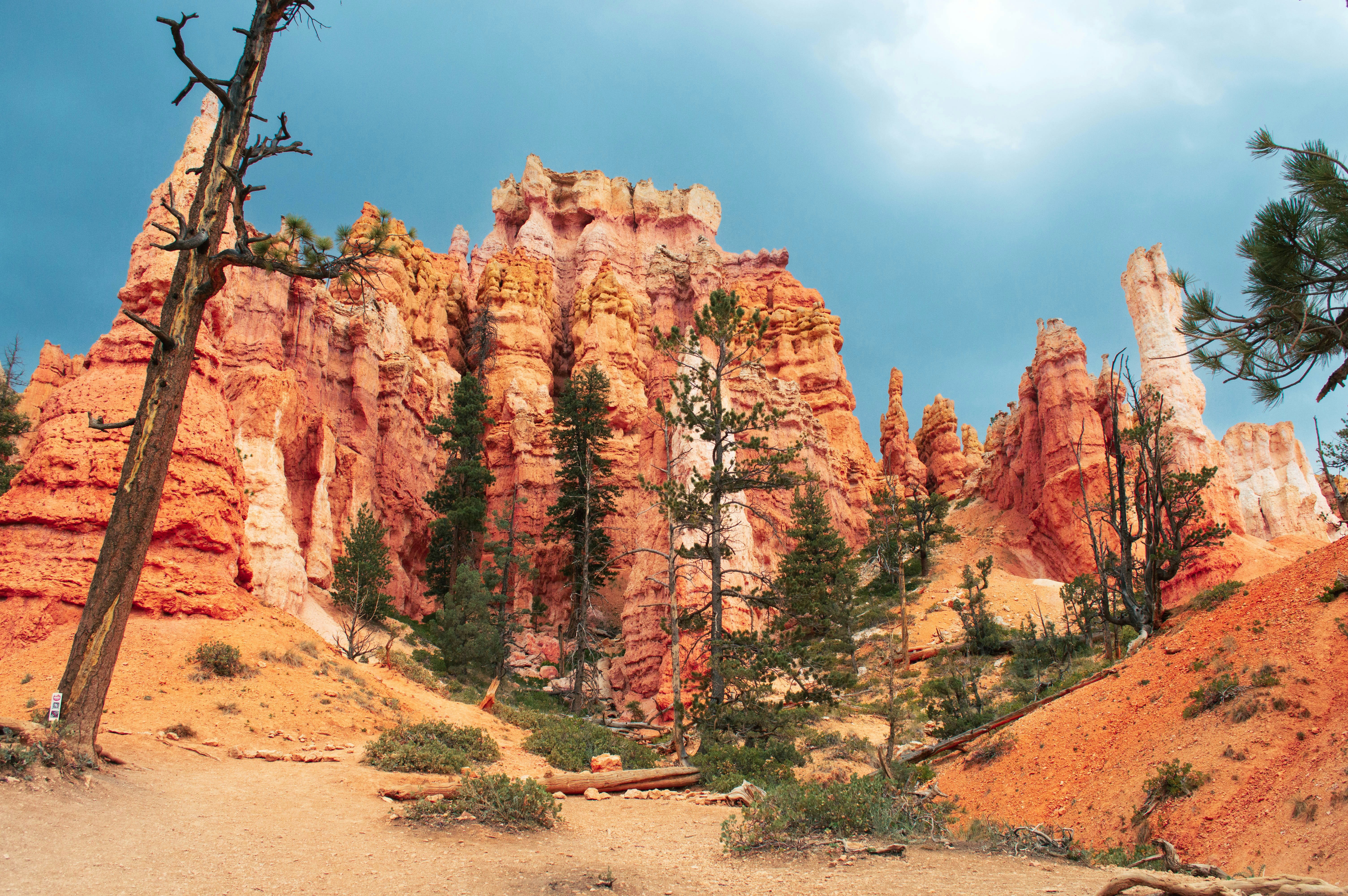 Red Rock Cathedral: Hoodoos among pines under a cobalt sky