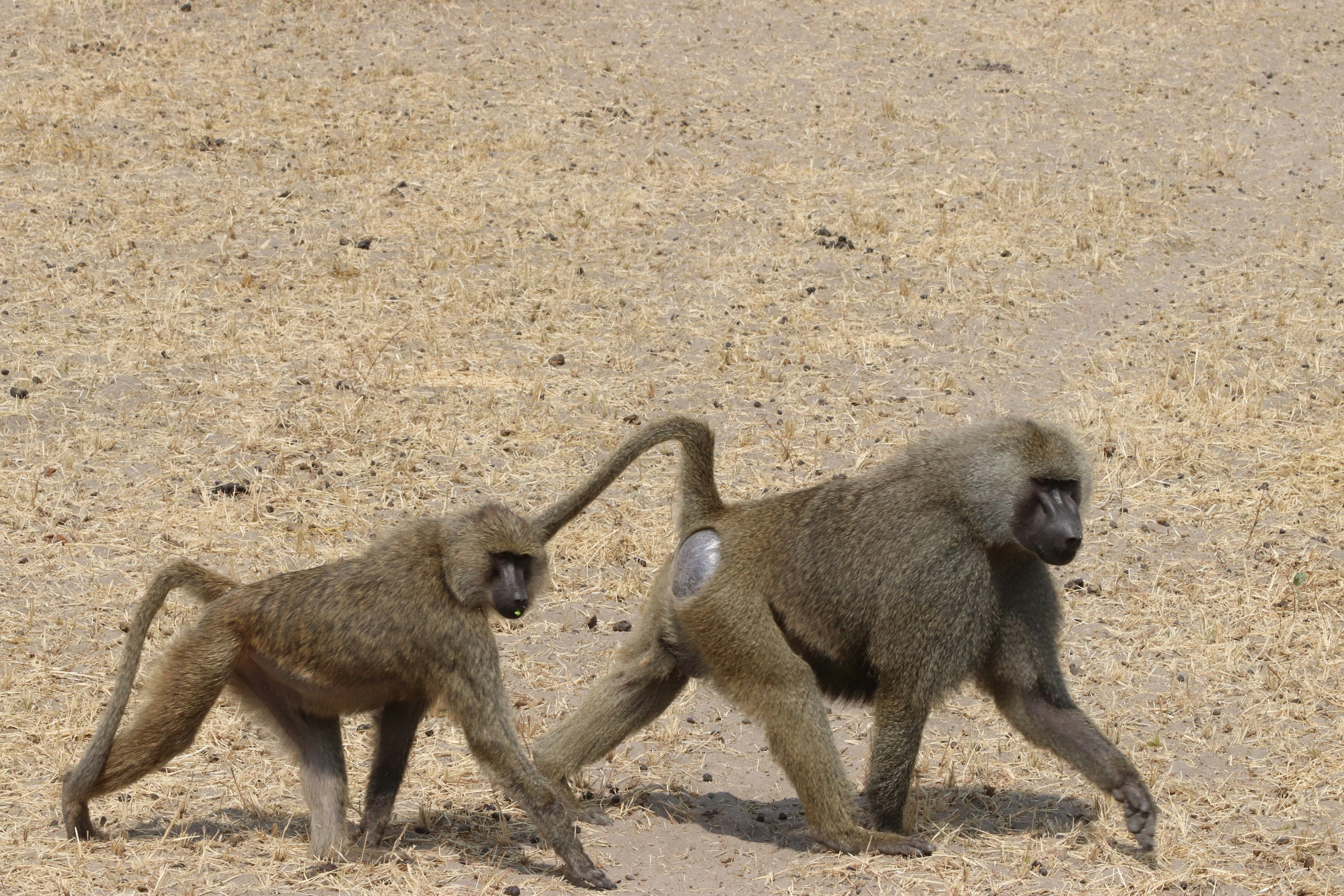Dust-Trail Duet: Baboons Trek Across a Parched Plain