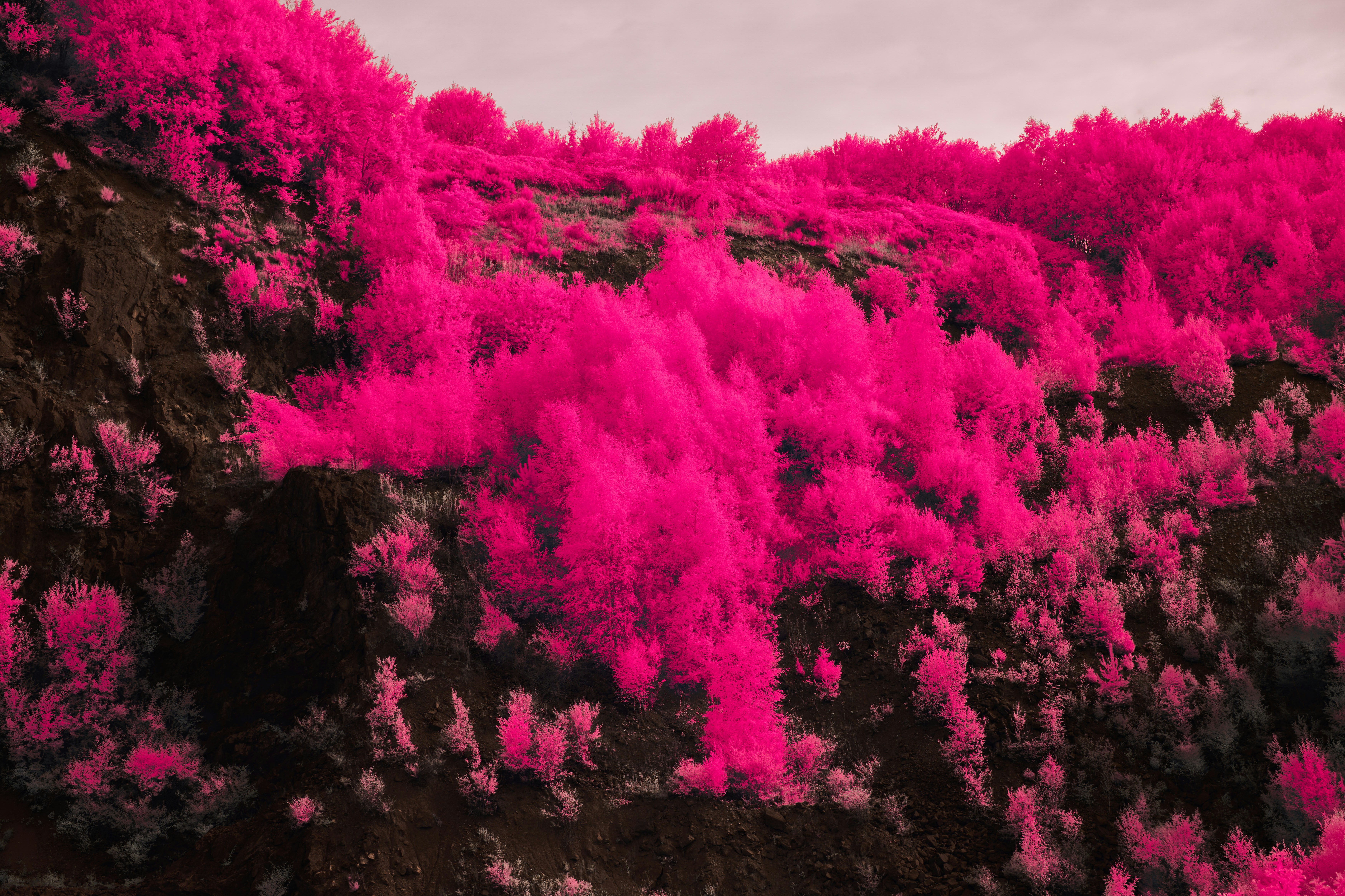 Crimson Canopy: Hillside of Neon Foliage