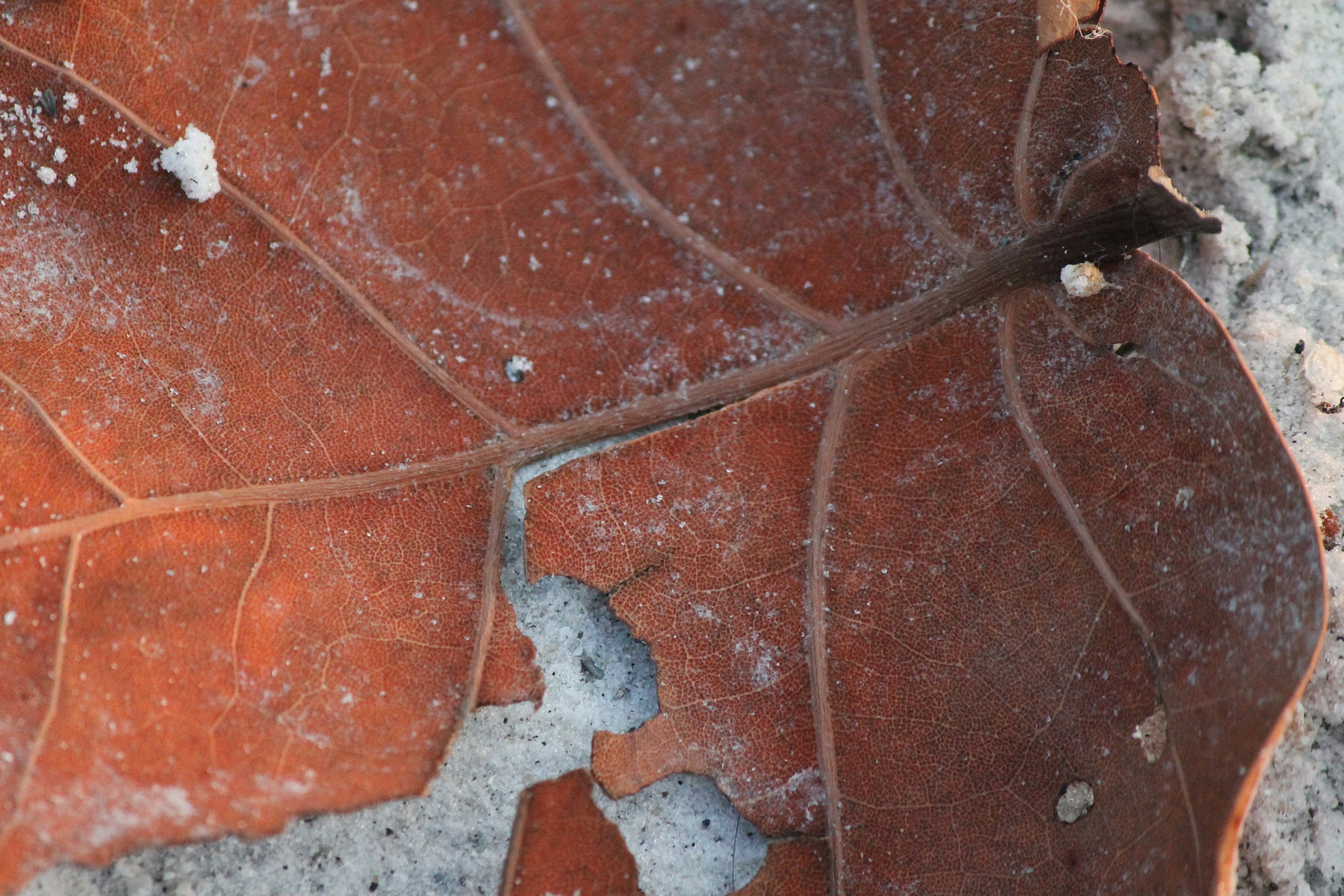 Frost-Etched Leaf: A Quiet Study of Winter Veins