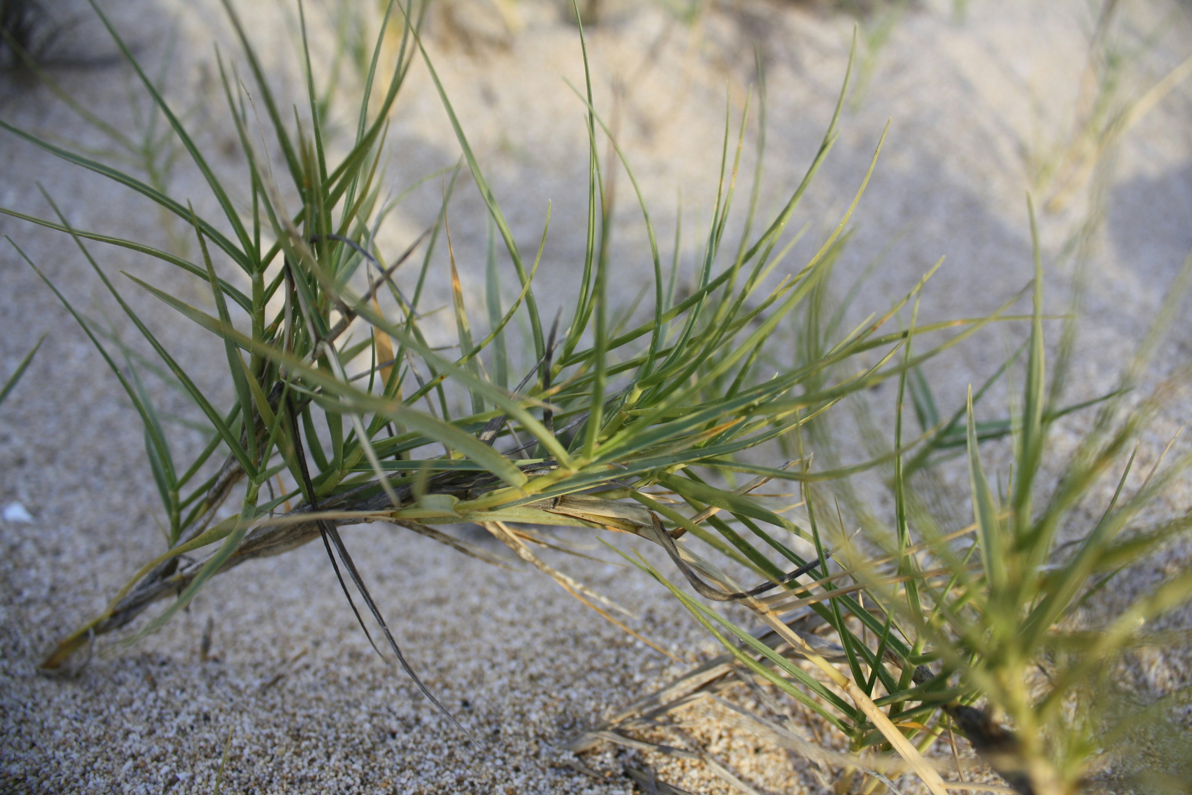 Close-up of delicate green plant growing in sandy soil under soft sunlight.