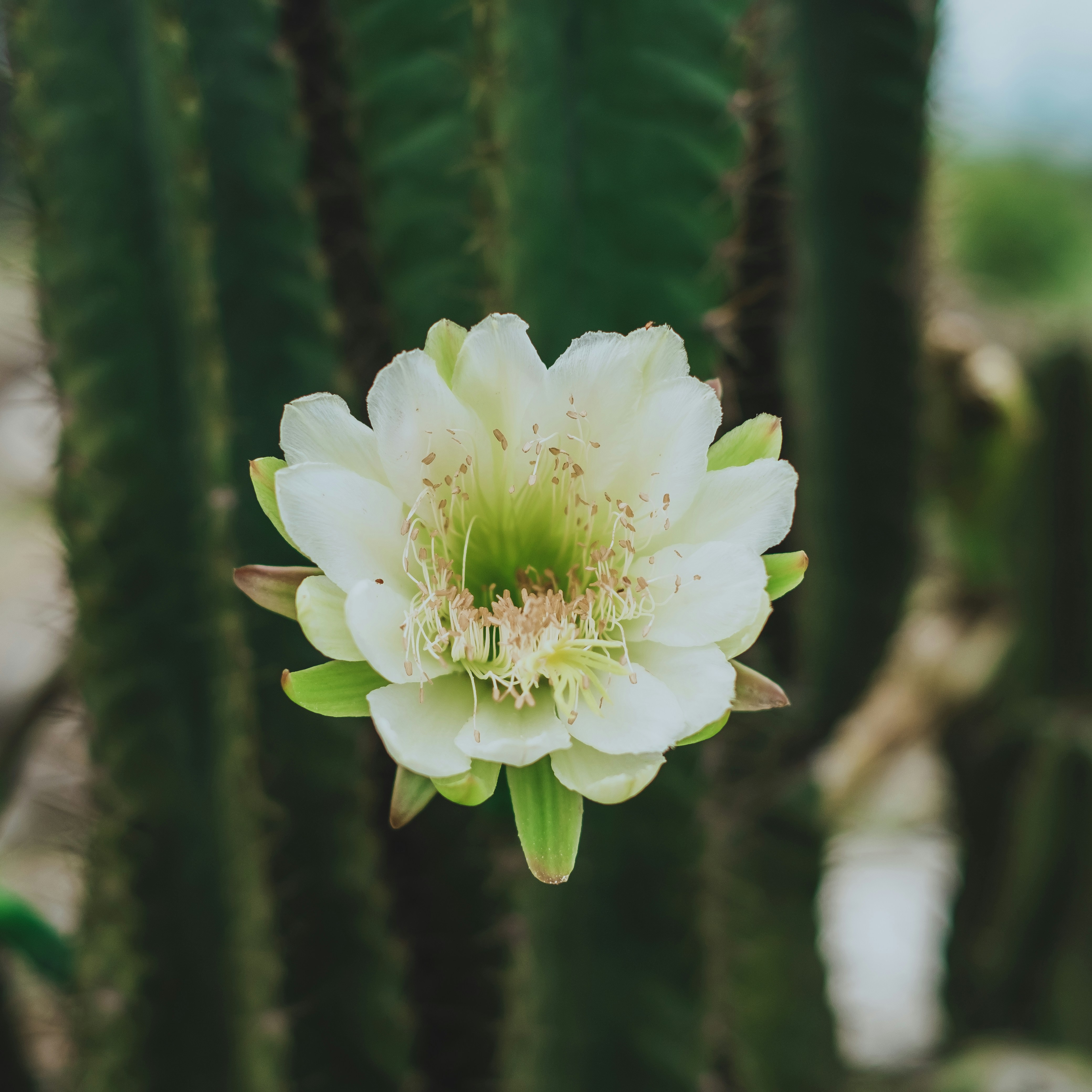 White Bloom Against Tall Cactus Trunks