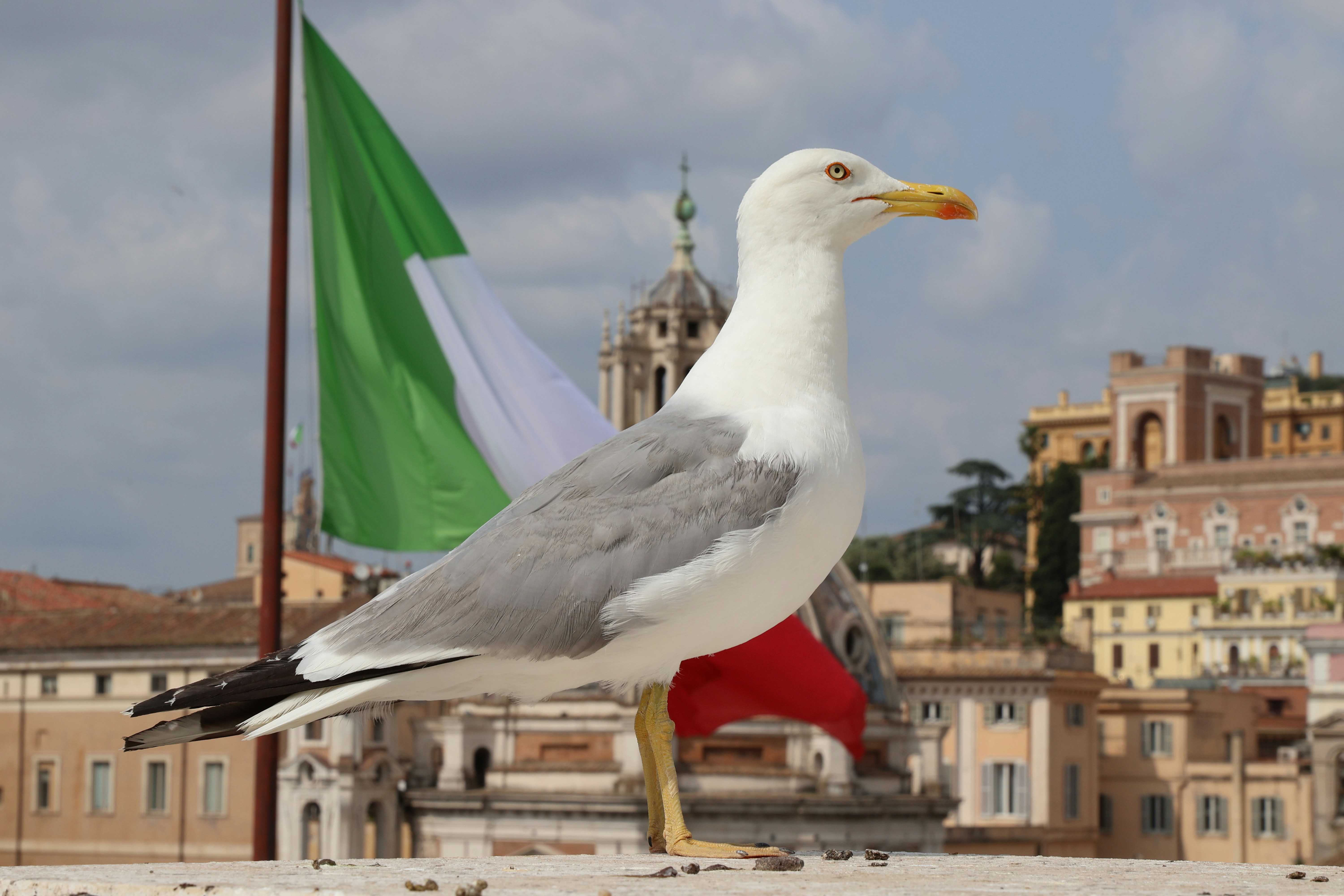 Seagull Over a Roman Terrace: Flag, Rooflines, and Quiet Light