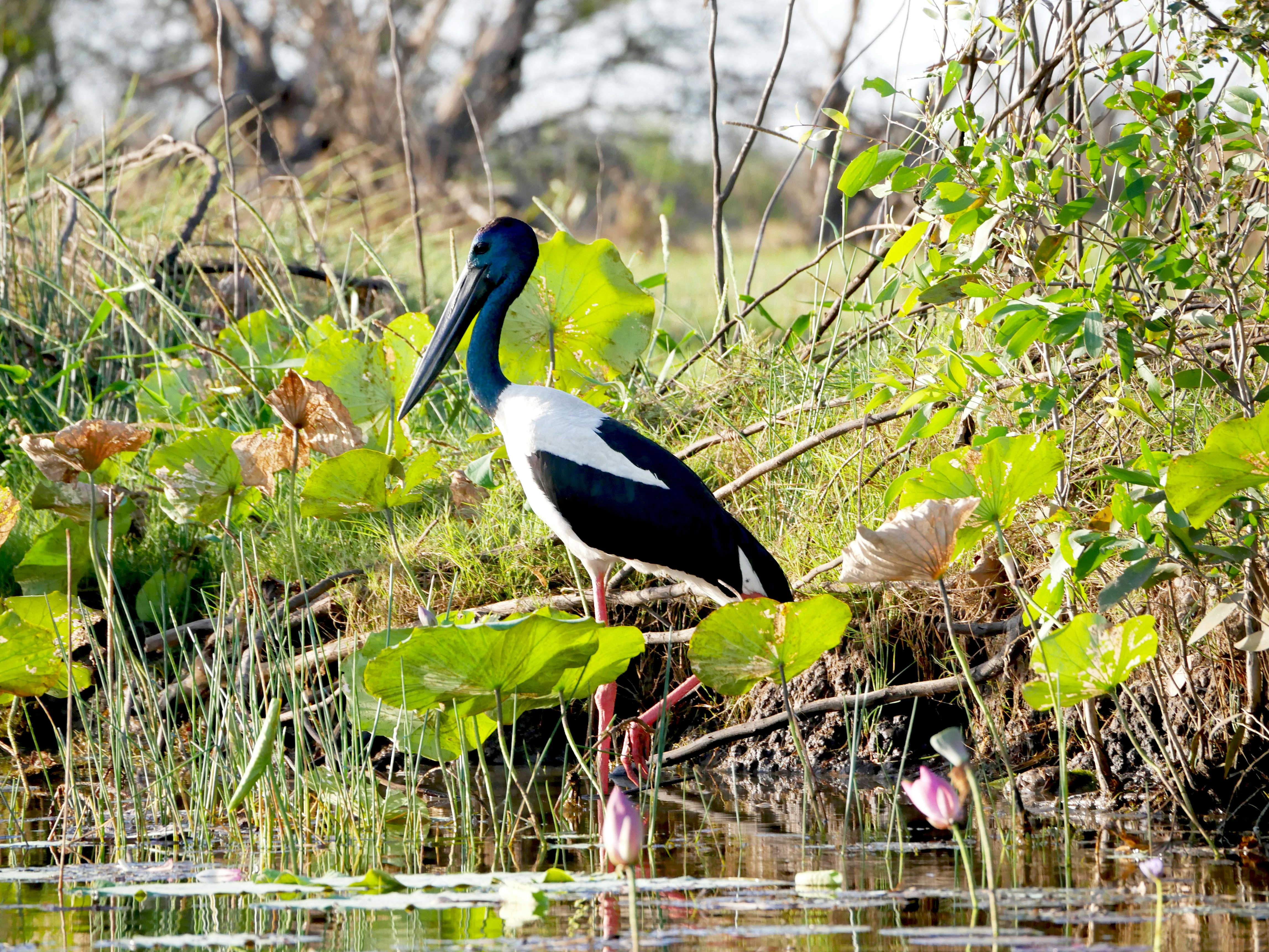 Black-necked stork (jabiru) at the Mary River in Northern Territory, Australia