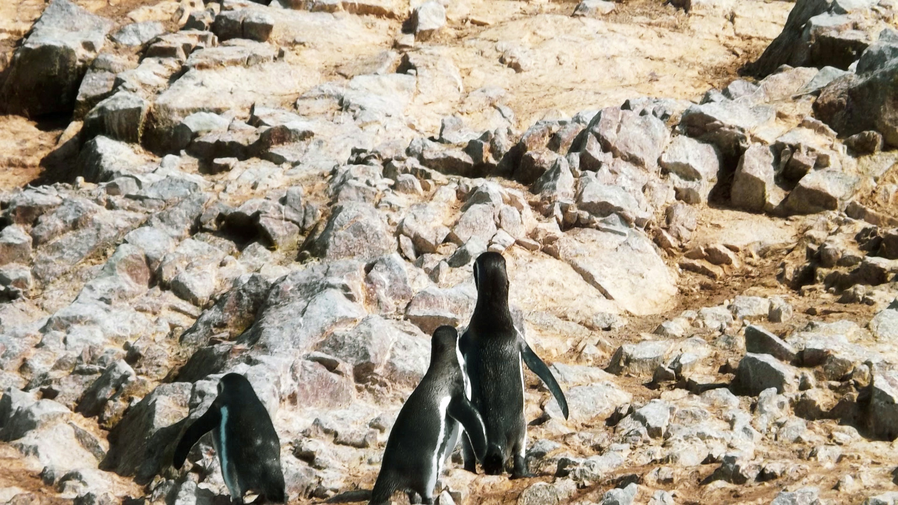 Three penguins navigate rocky outcrops under a bright, sunlit sky.