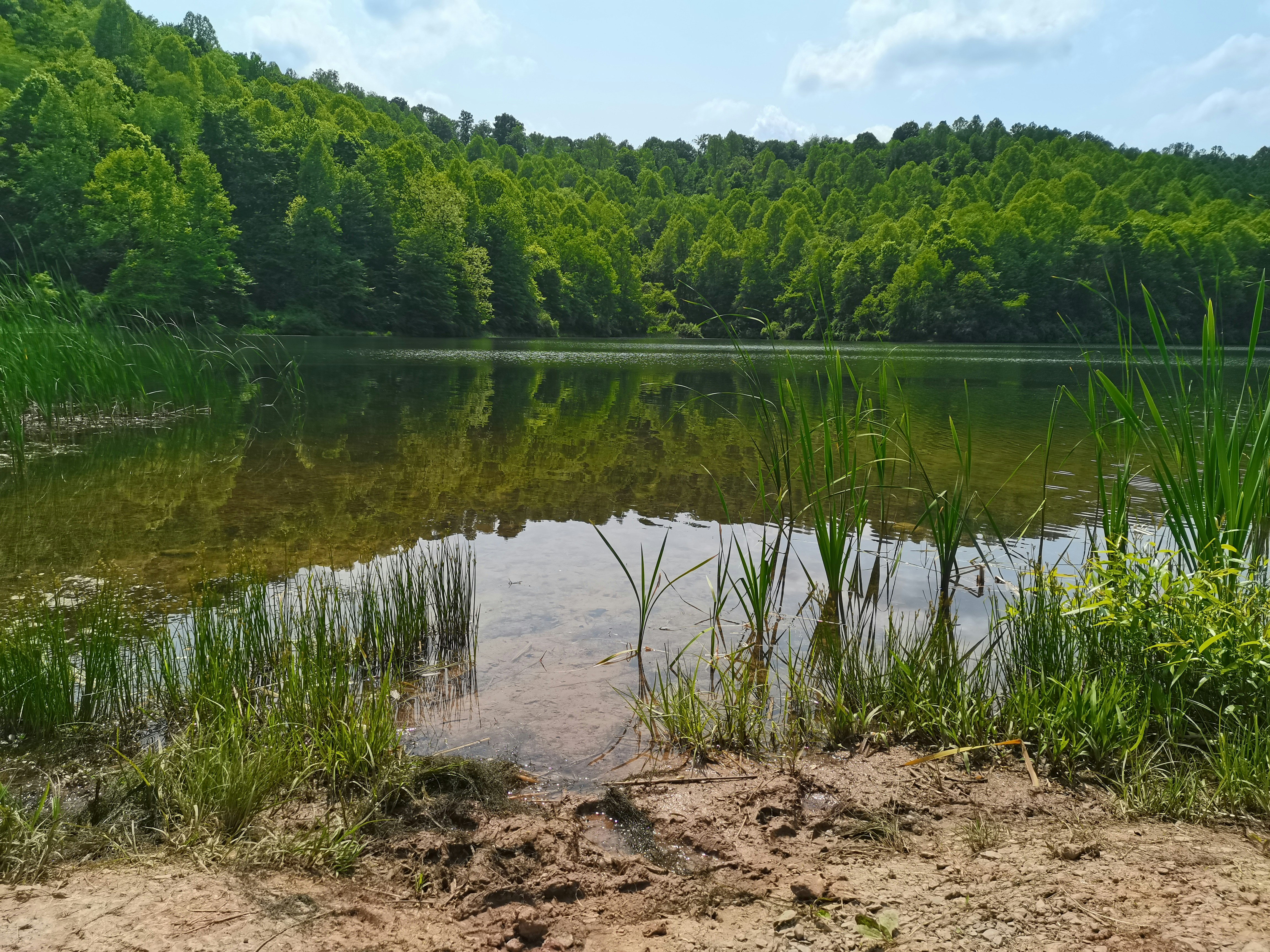 Verdant Edge: Reeds Framing a Quiet Lake