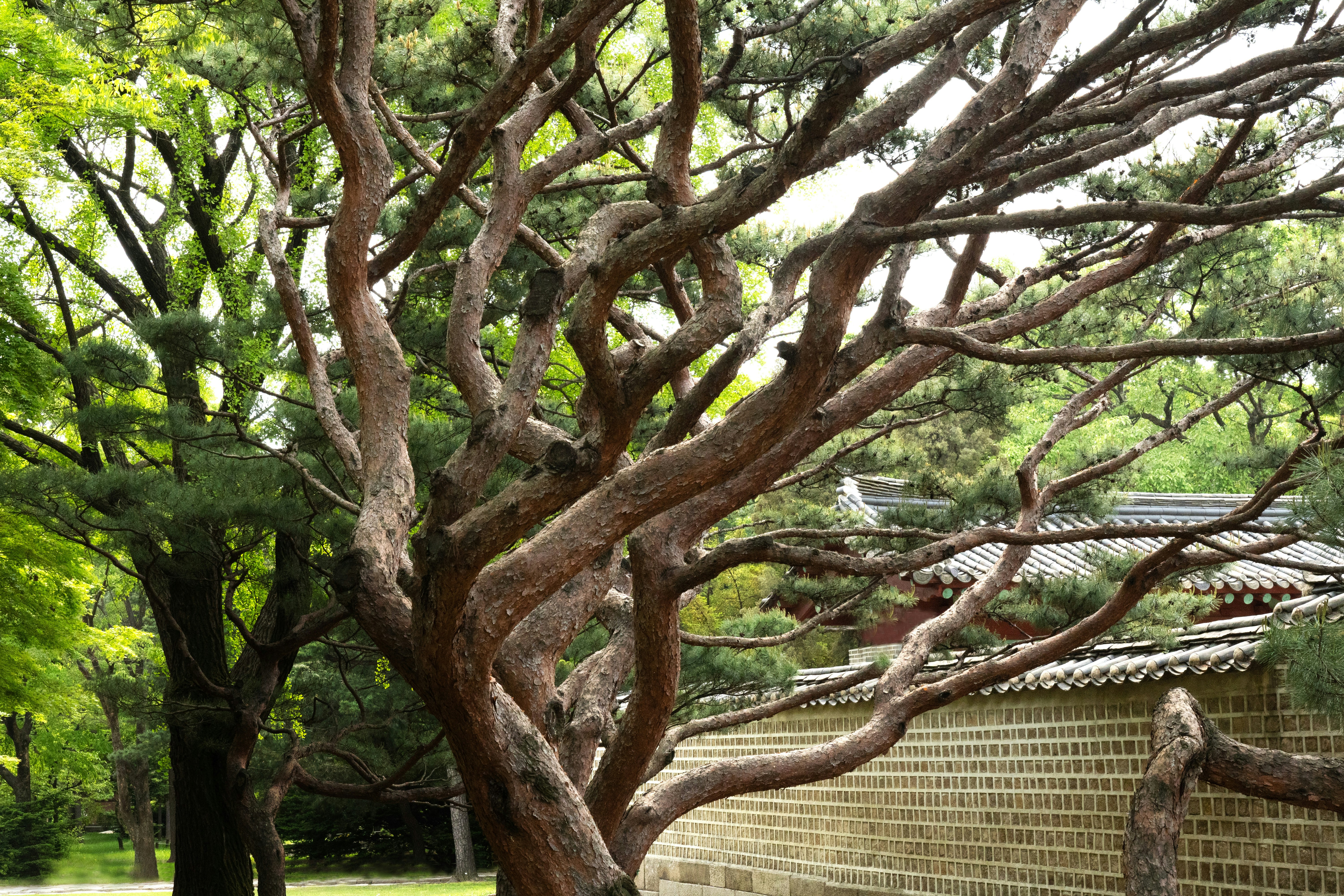 A large tree next to a wall in a park photo – Free Land Image on Unsplash