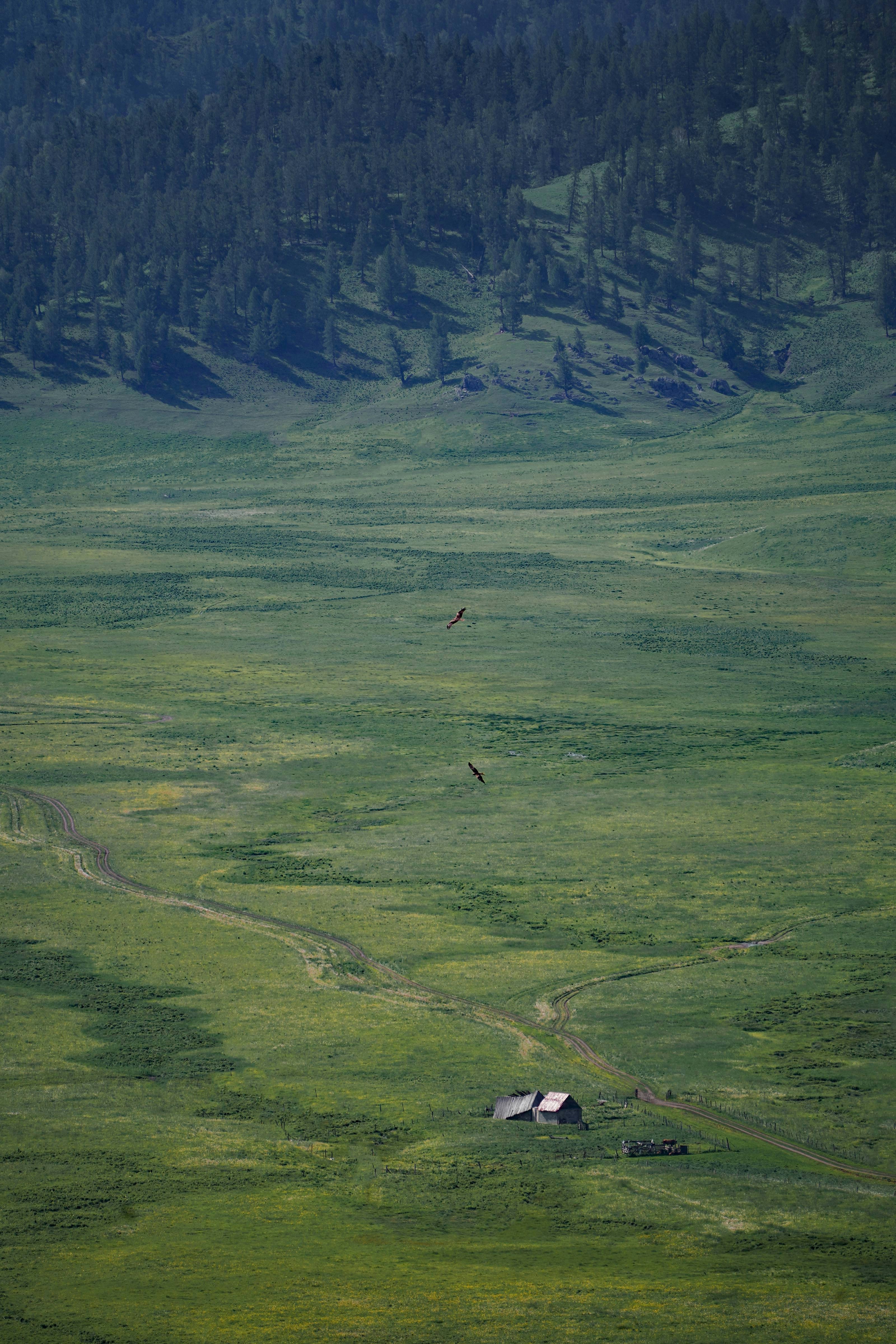 Solitary Homestead in the Vast Green Expanse