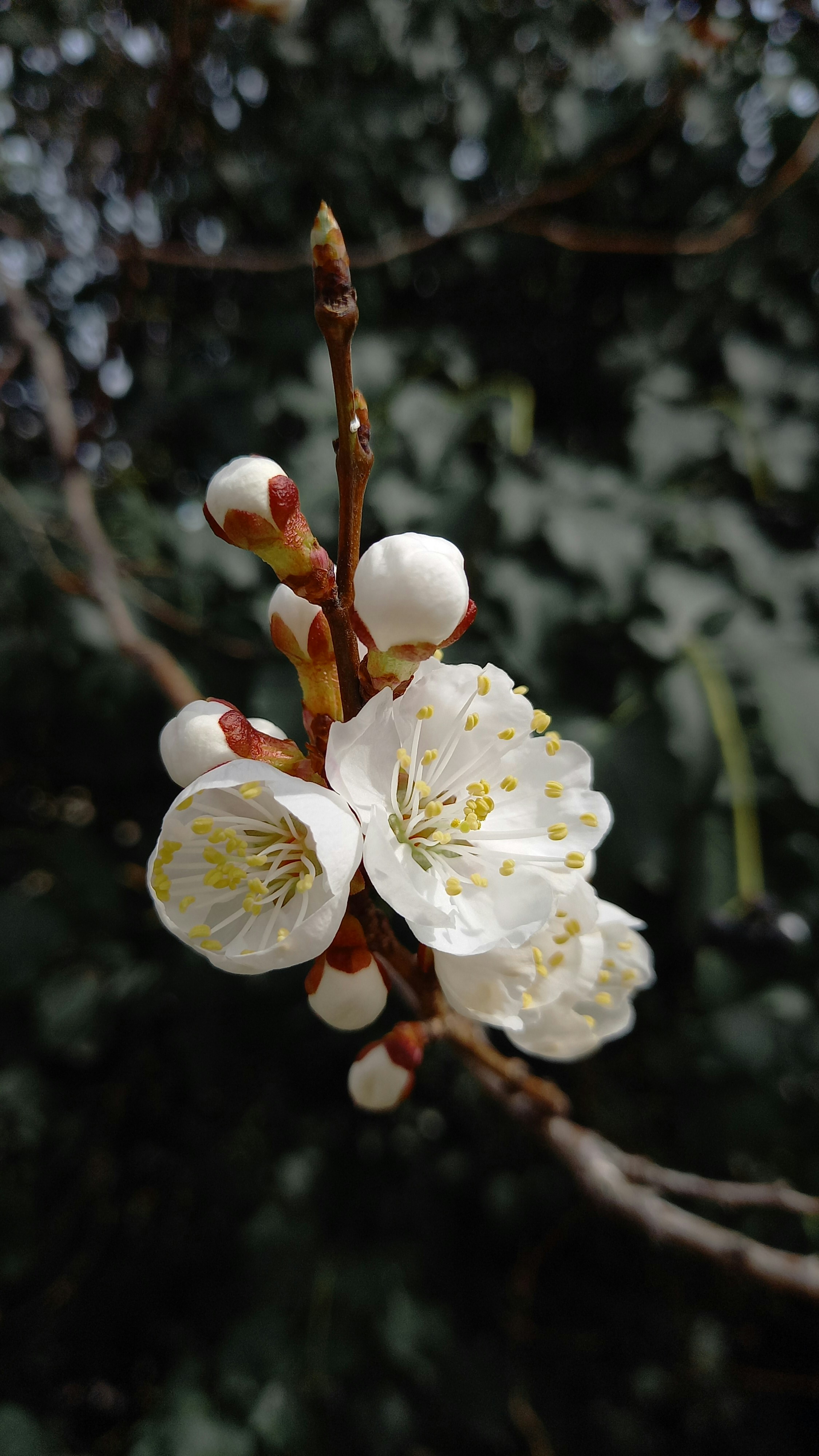 Close-up photograph of white Prunus blossoms with yellow stamens on a brown stem, set against a soft, dark-green background.