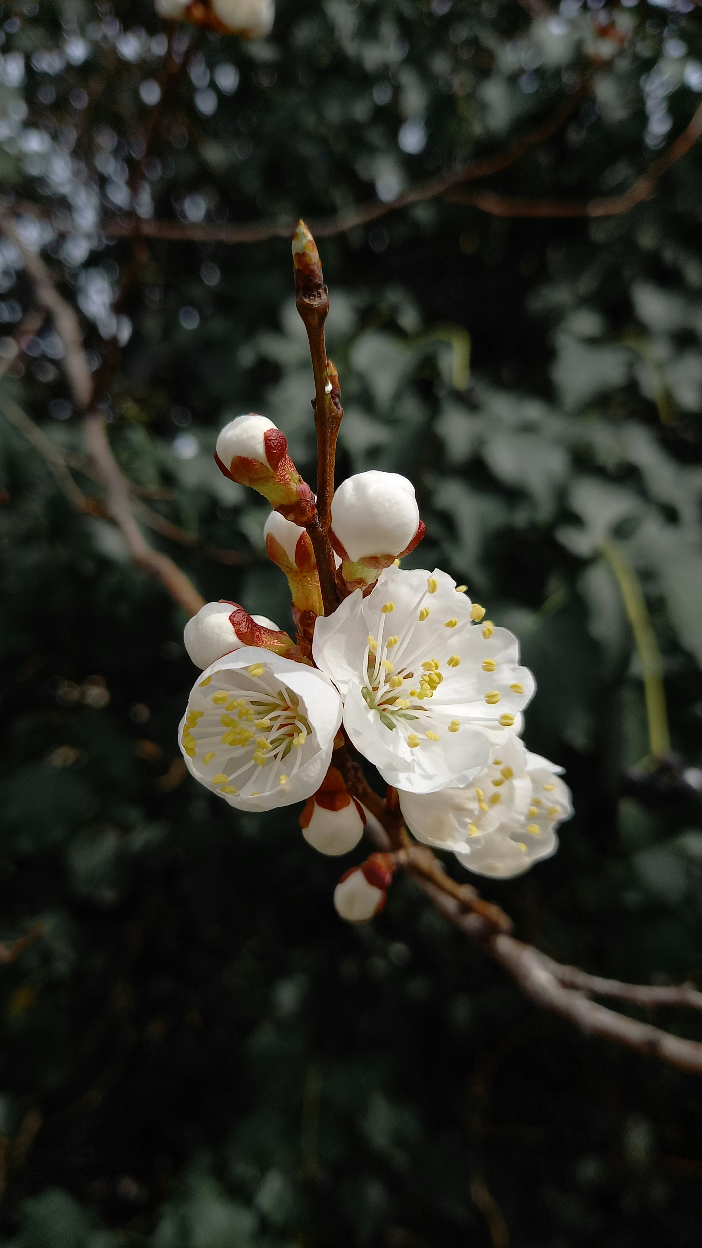 Close-up of white blossoms and unopened buds along a brown branch, set against a dark, blurred background.