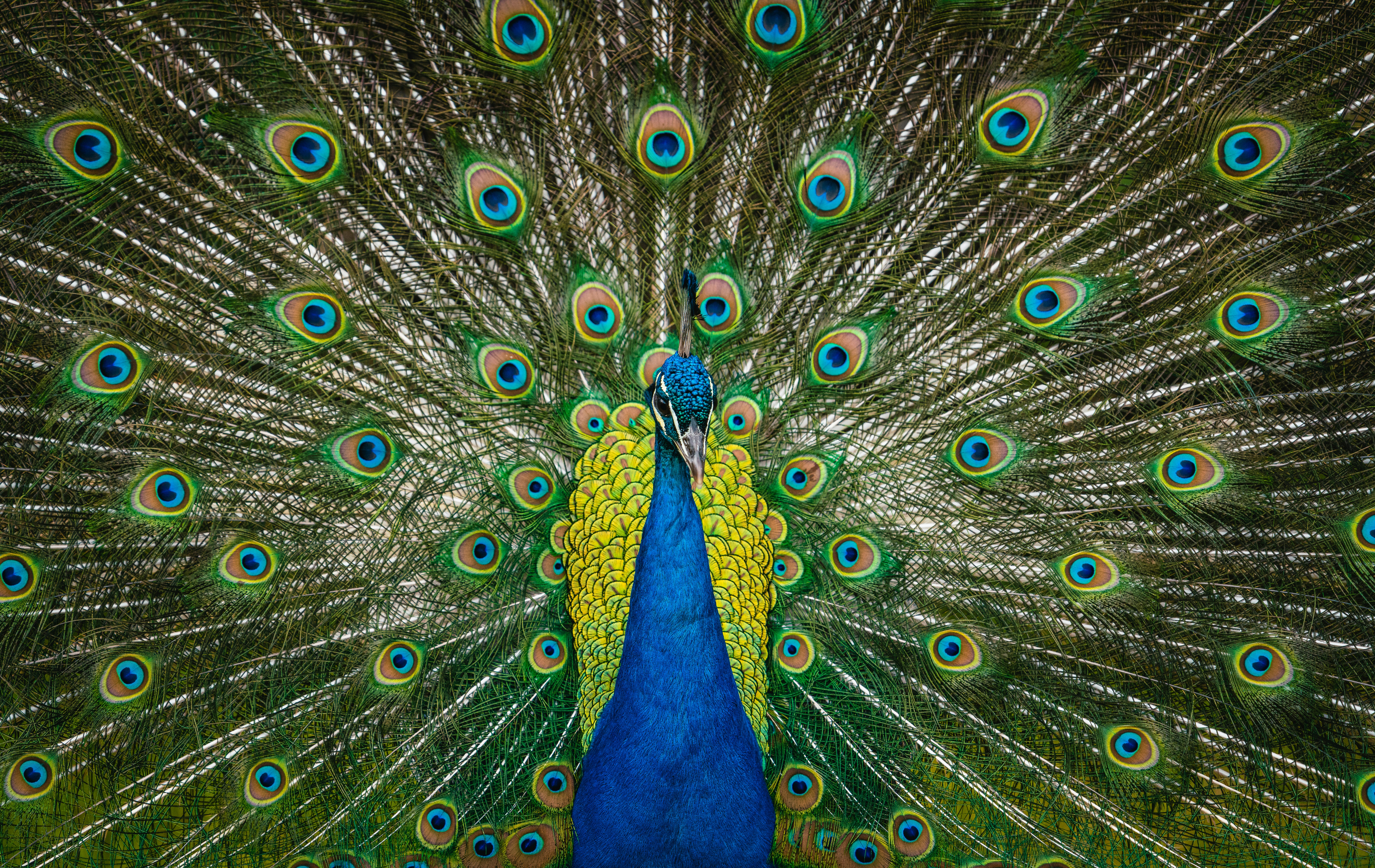 Photo by Royal Oxford with Sony Alpha 7R III