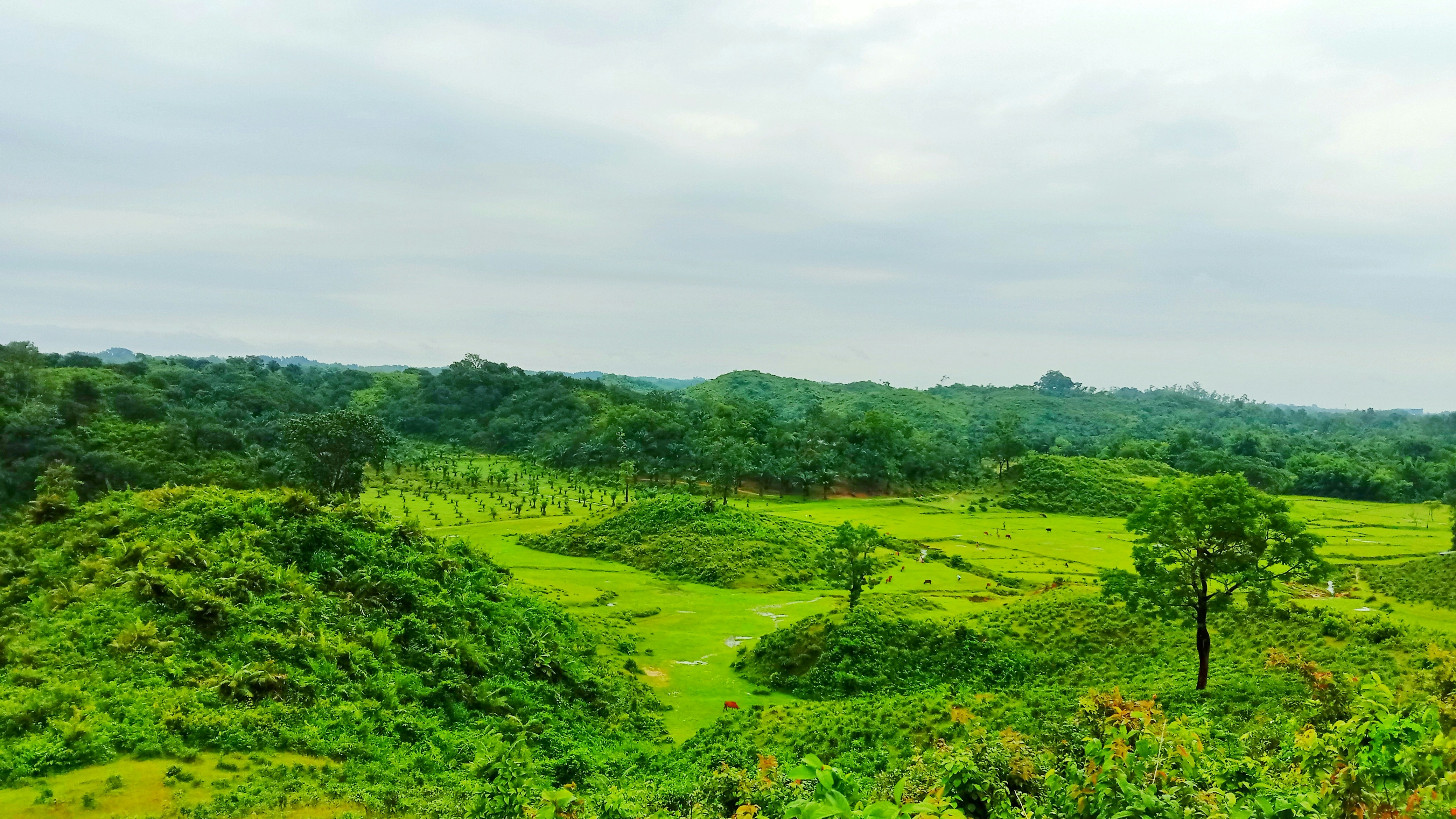 Wide landscape photograph of patchwork green fields and rolling hills with a solitary tree under an overcast sky.