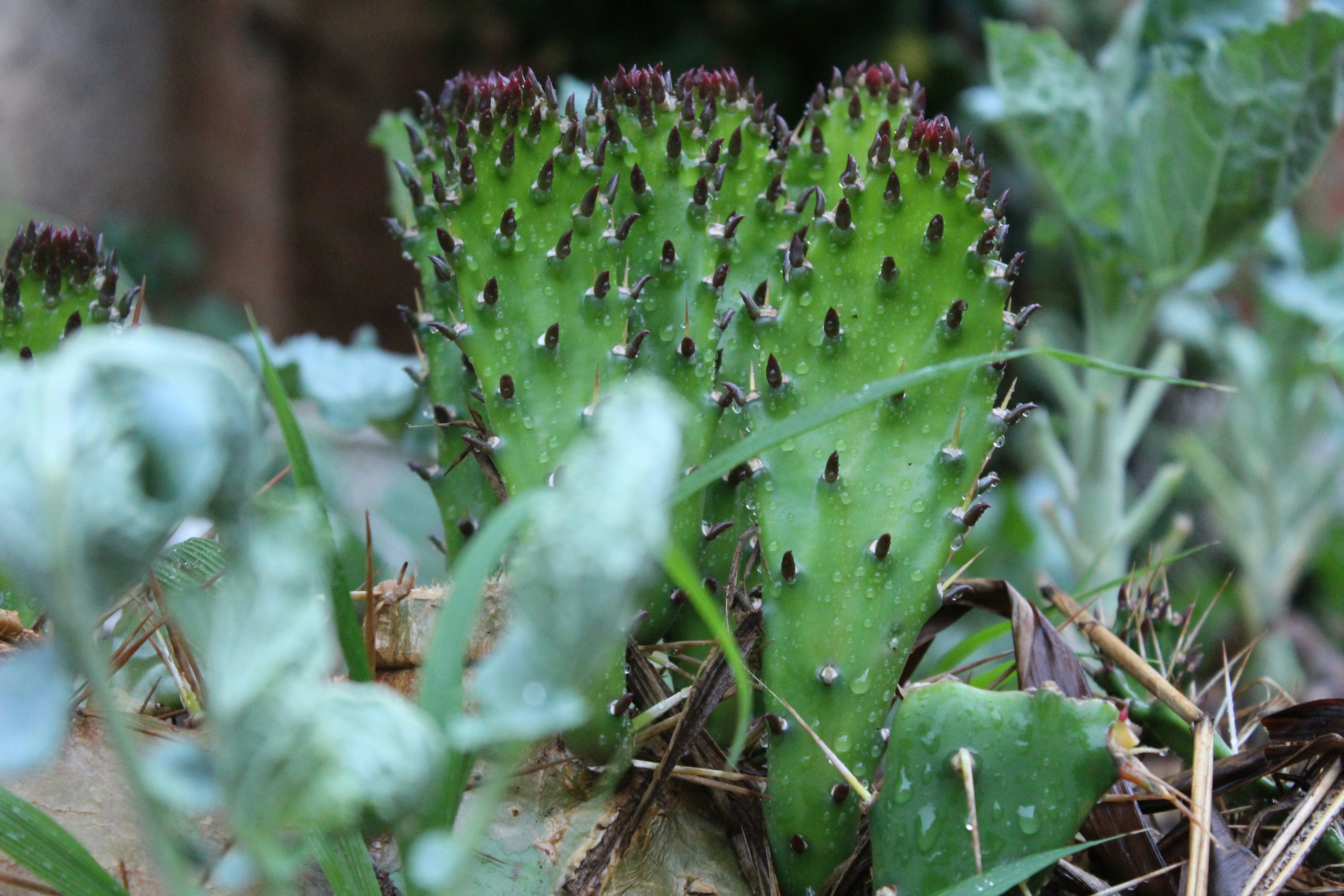 Emerald Shield: Close-Up on a Prickly Pear Pad