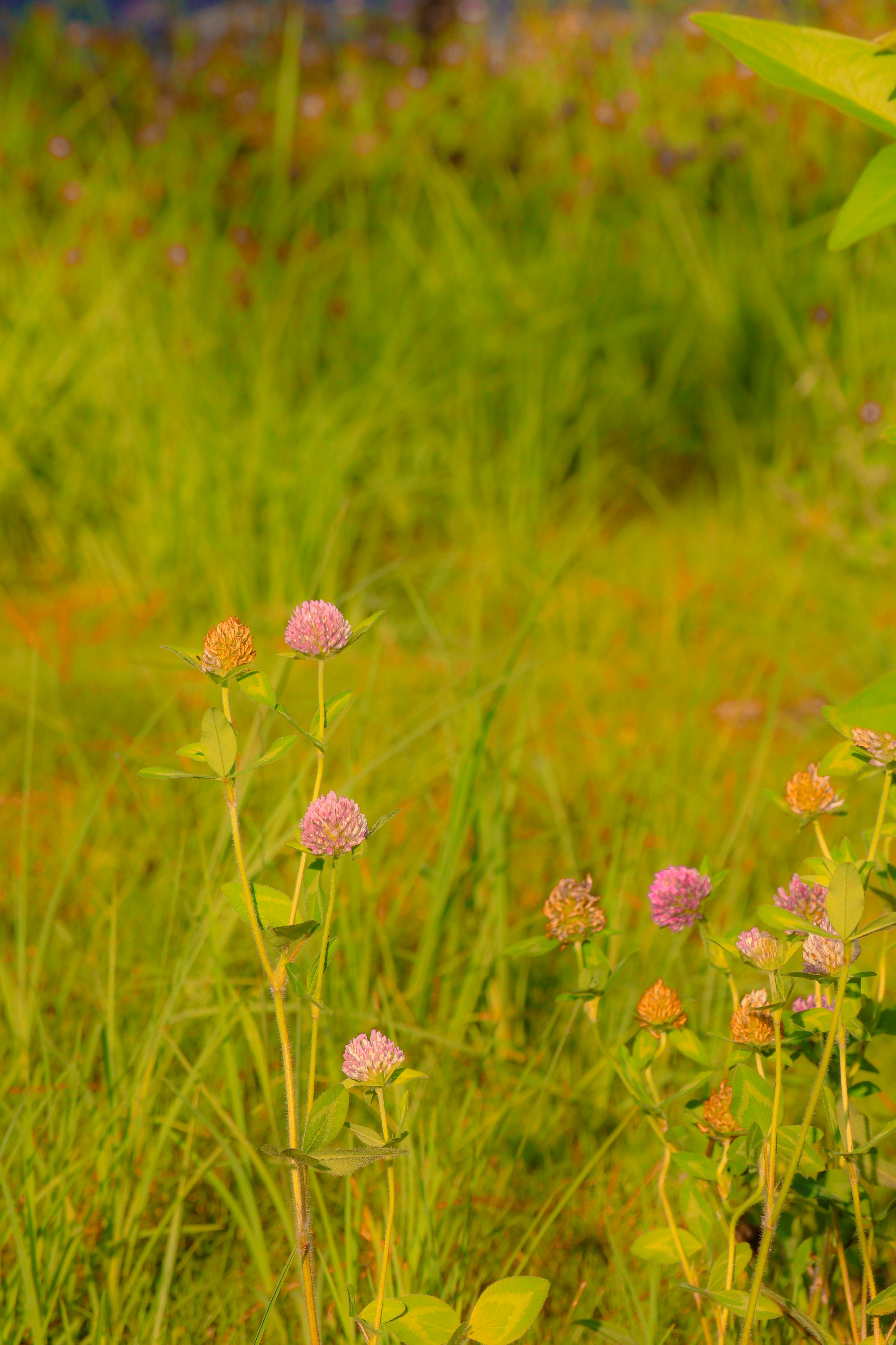 Pink Globe-Amaranth Rising in a Sunlit Meadow