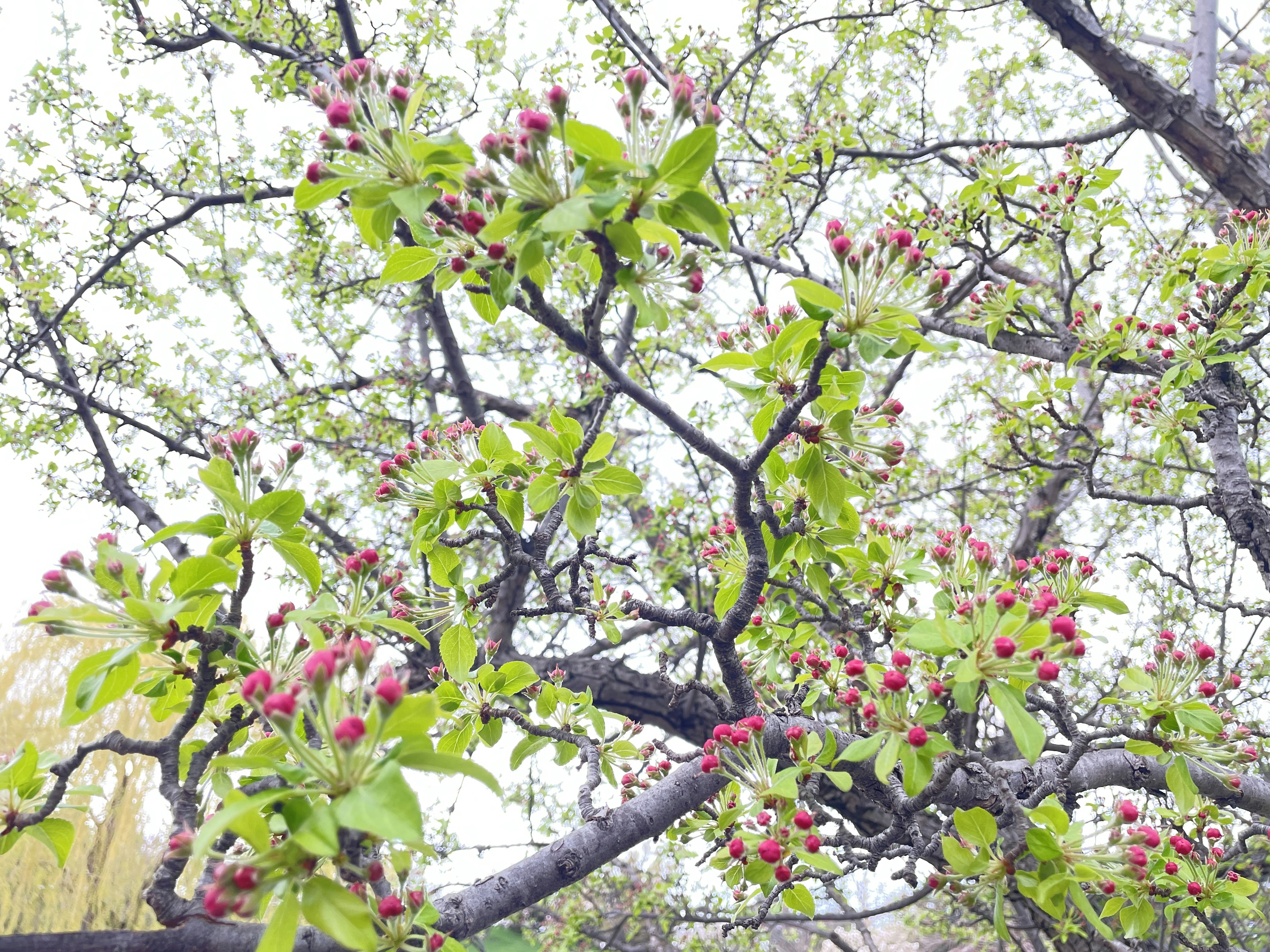 Un arbre rempli de beaucoup de feuilles vertes et de baies rouges photo ...