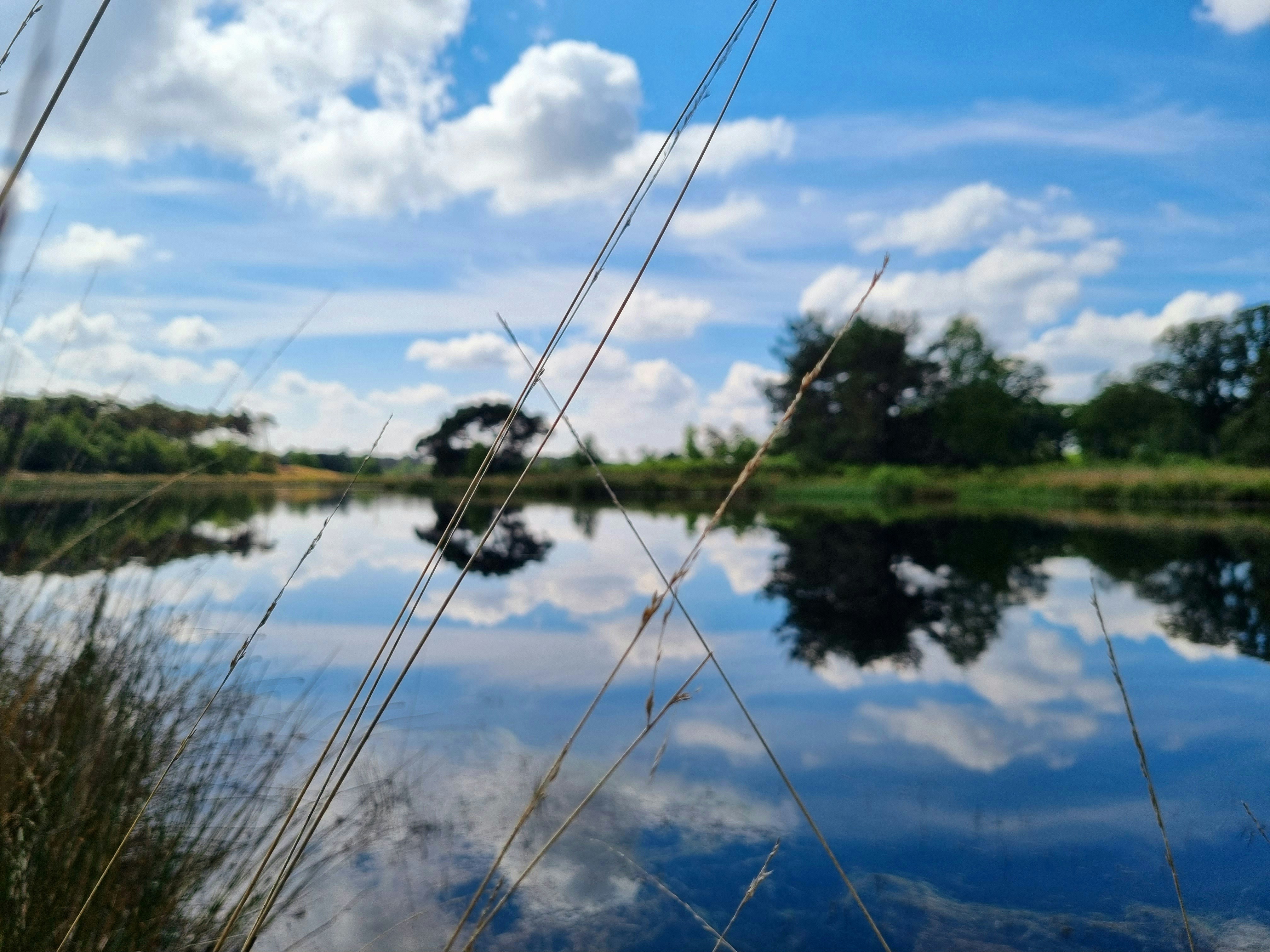 a body of water surrounded by grass and trees