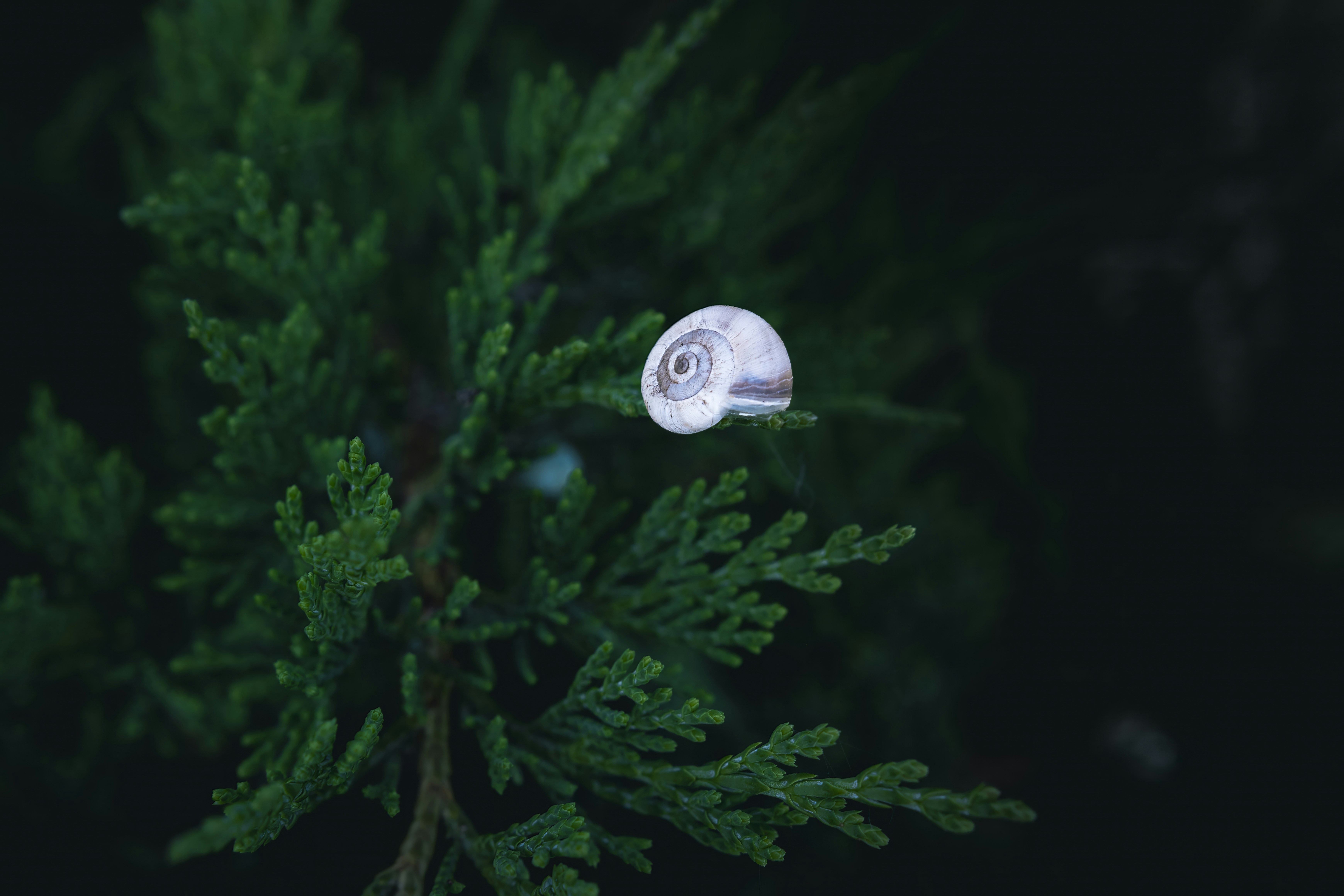 A close up of a small white object on a tree photo – Free Serbia Image ...