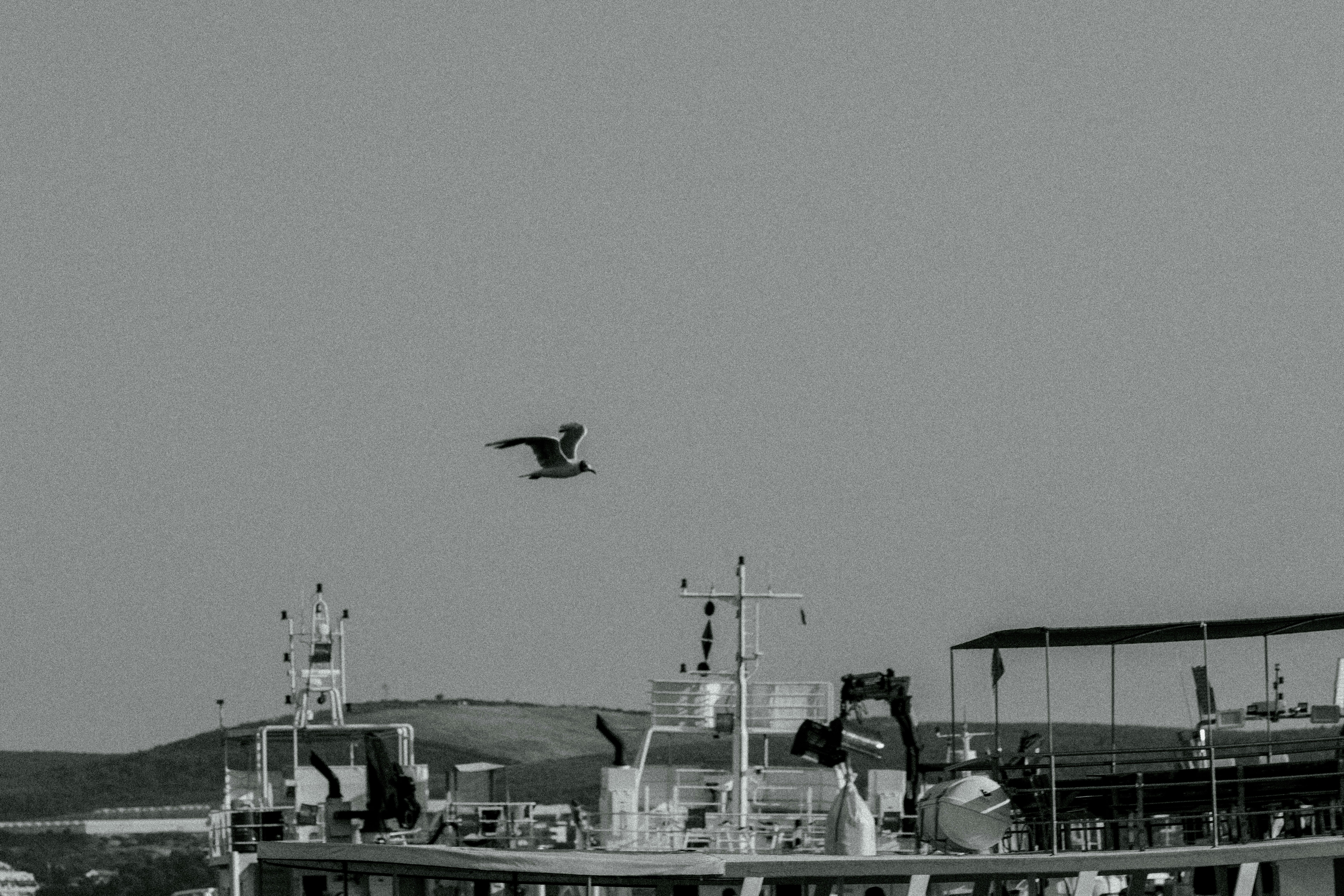 Foto Sebuah perahu besar mengambang di atas badan air – Gambar Binatang ...