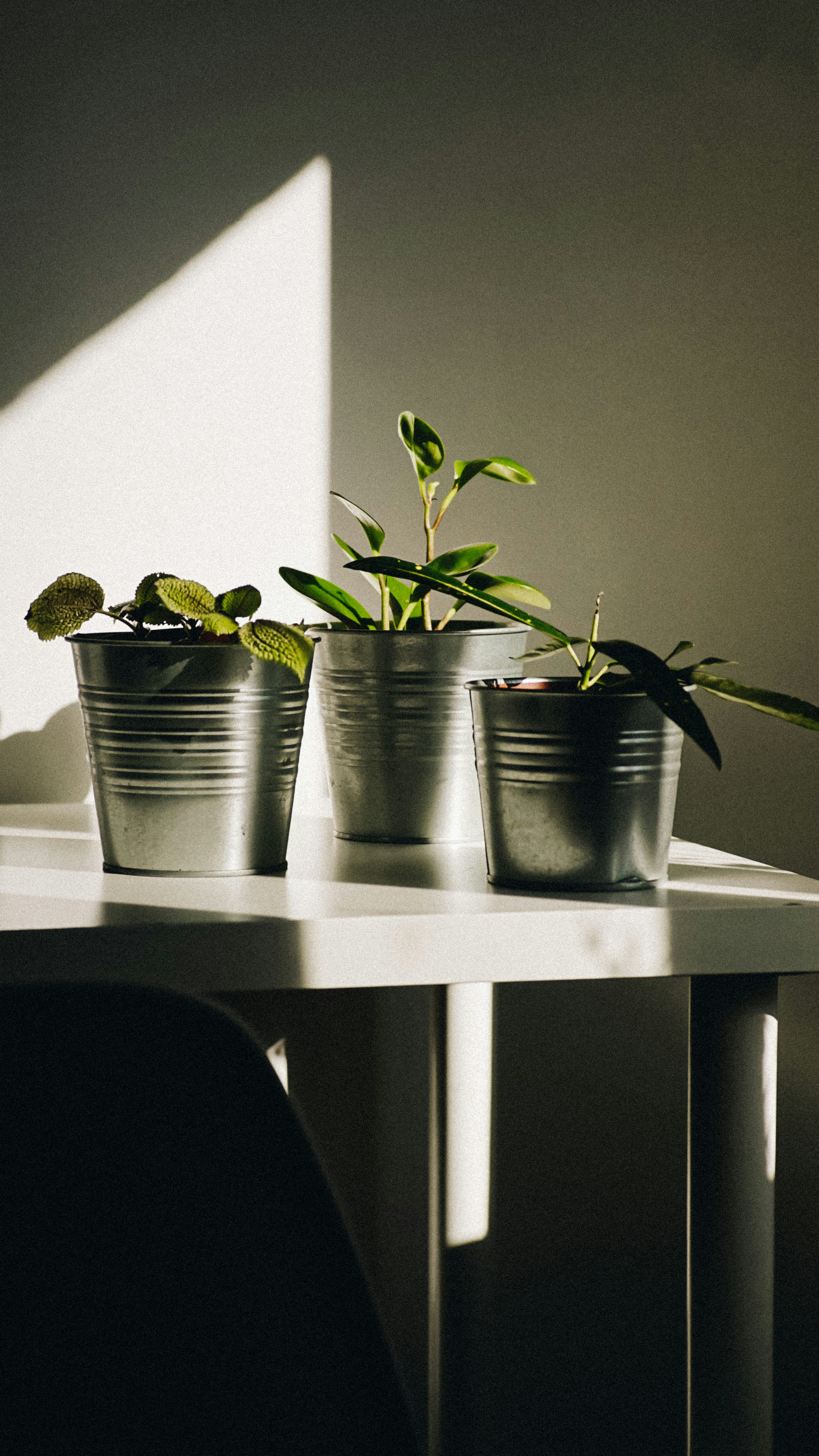 Trois plantes en pot assises sur une table photo – Photo Plante ...