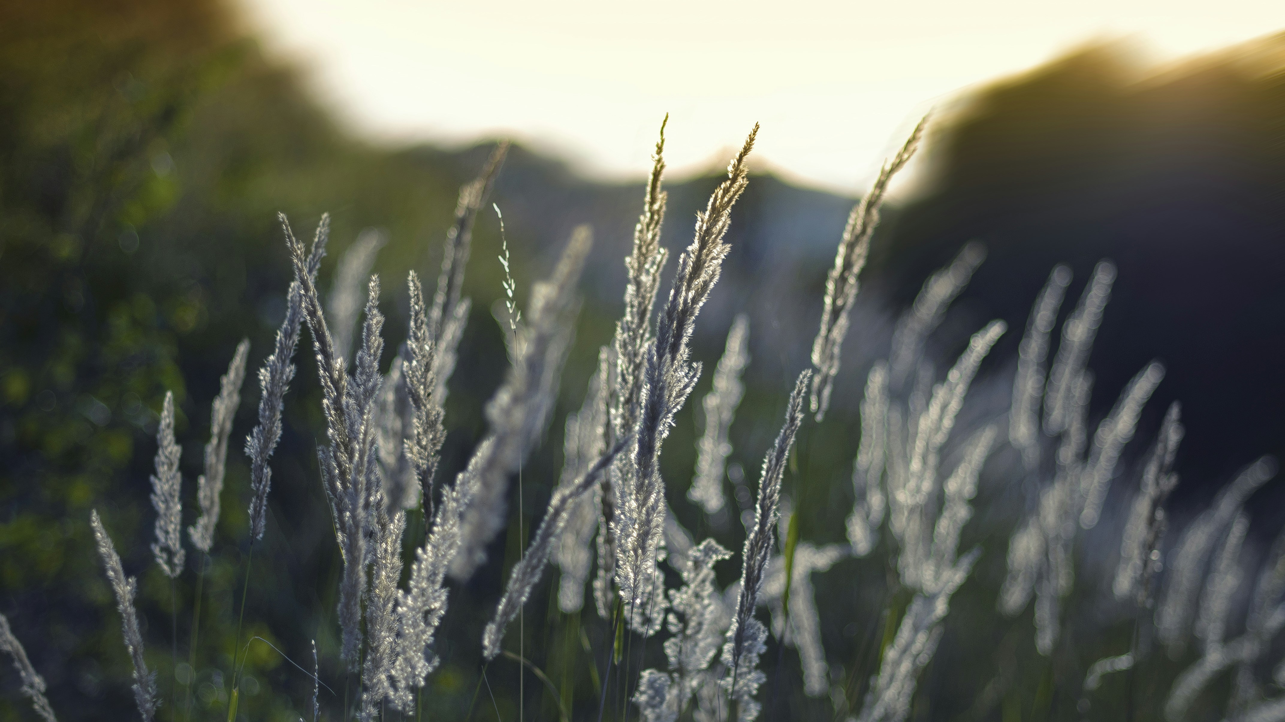 A close up of a bunch of grass with trees in the background photo ...