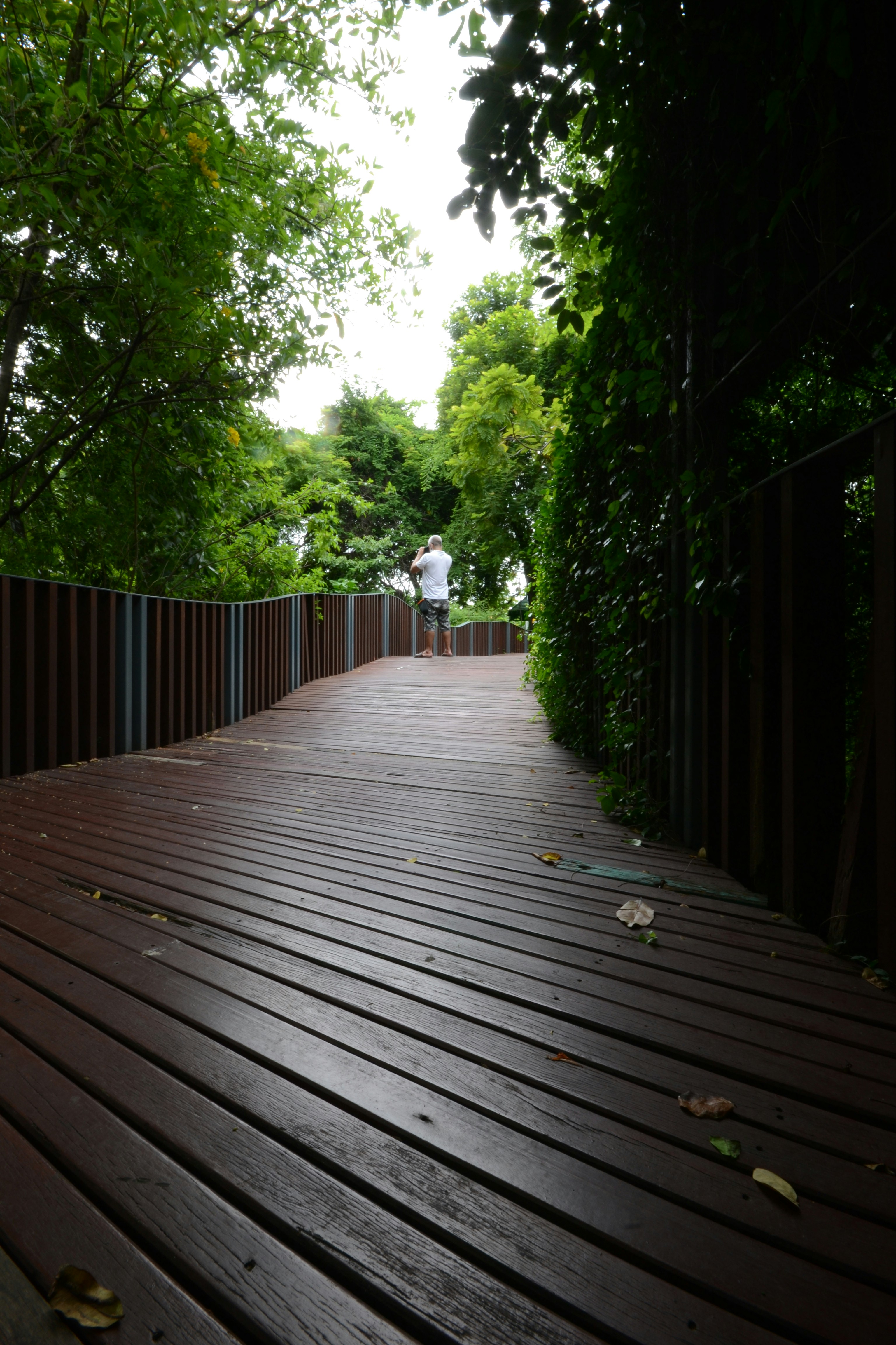 a person standing on a wooden walkway surrounded by trees