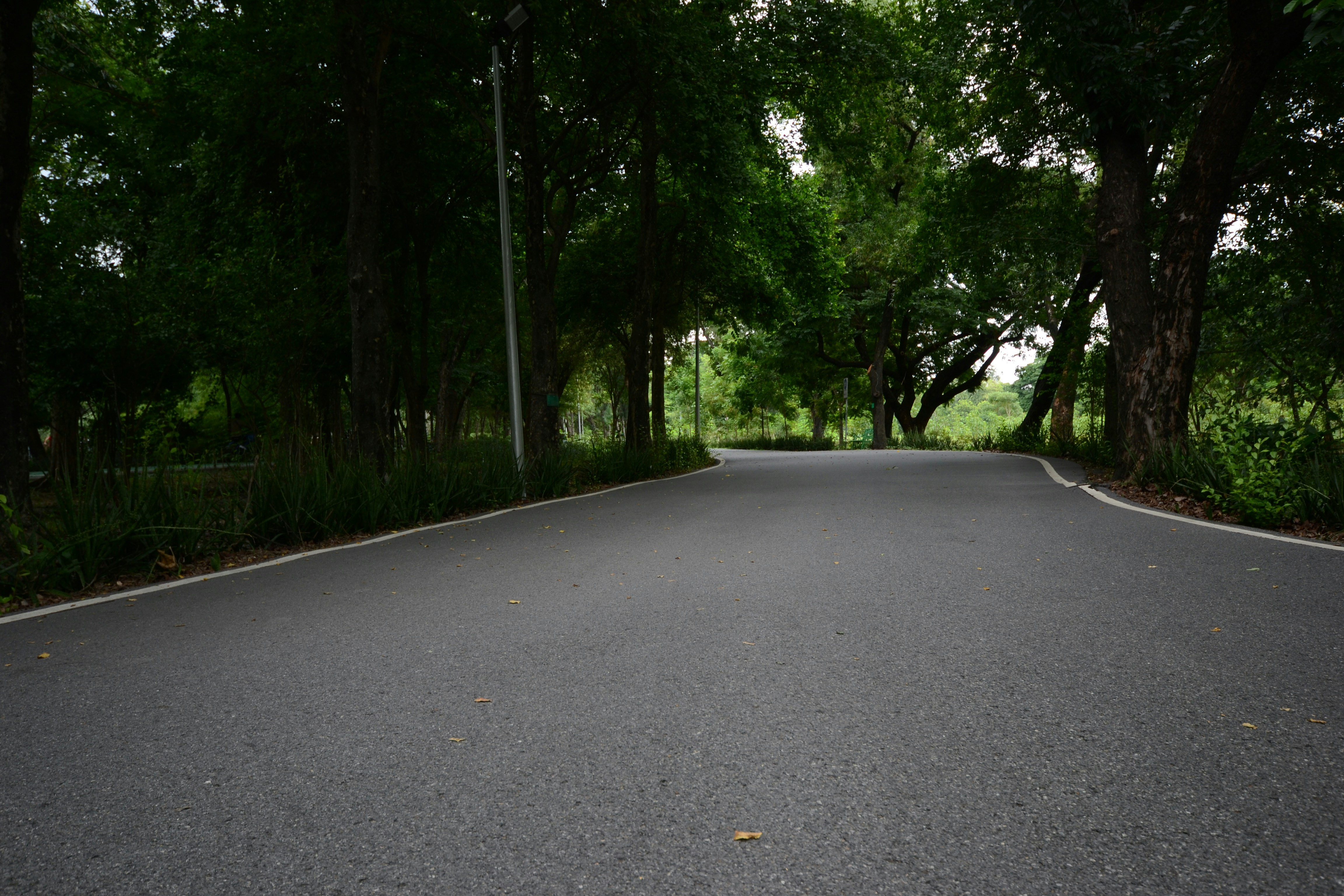 An empty road with trees lining both sides photo – Free Road Image on ...