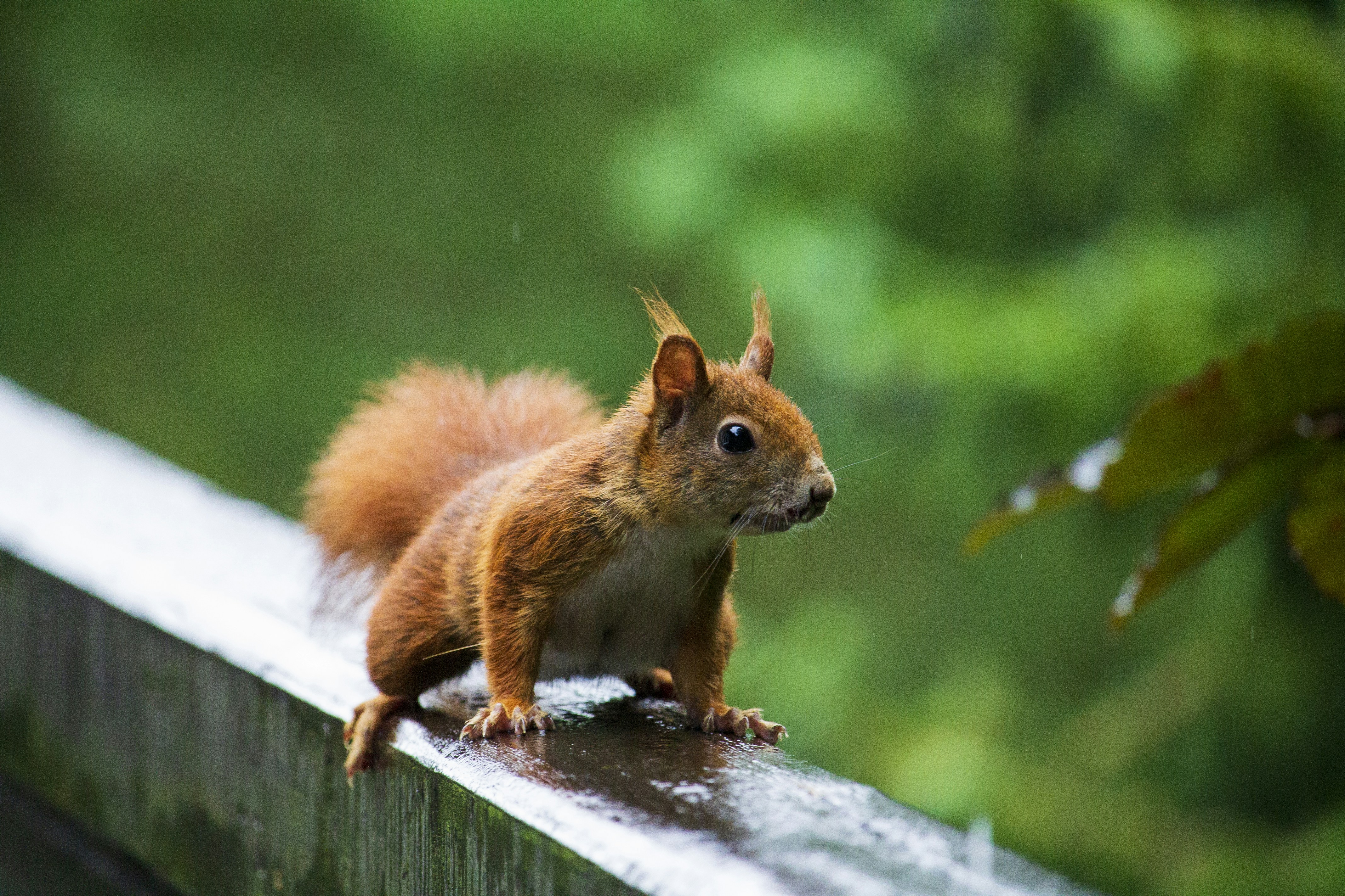 A squirrel is sitting on a ledge outside photo – Free Germany Image on ...