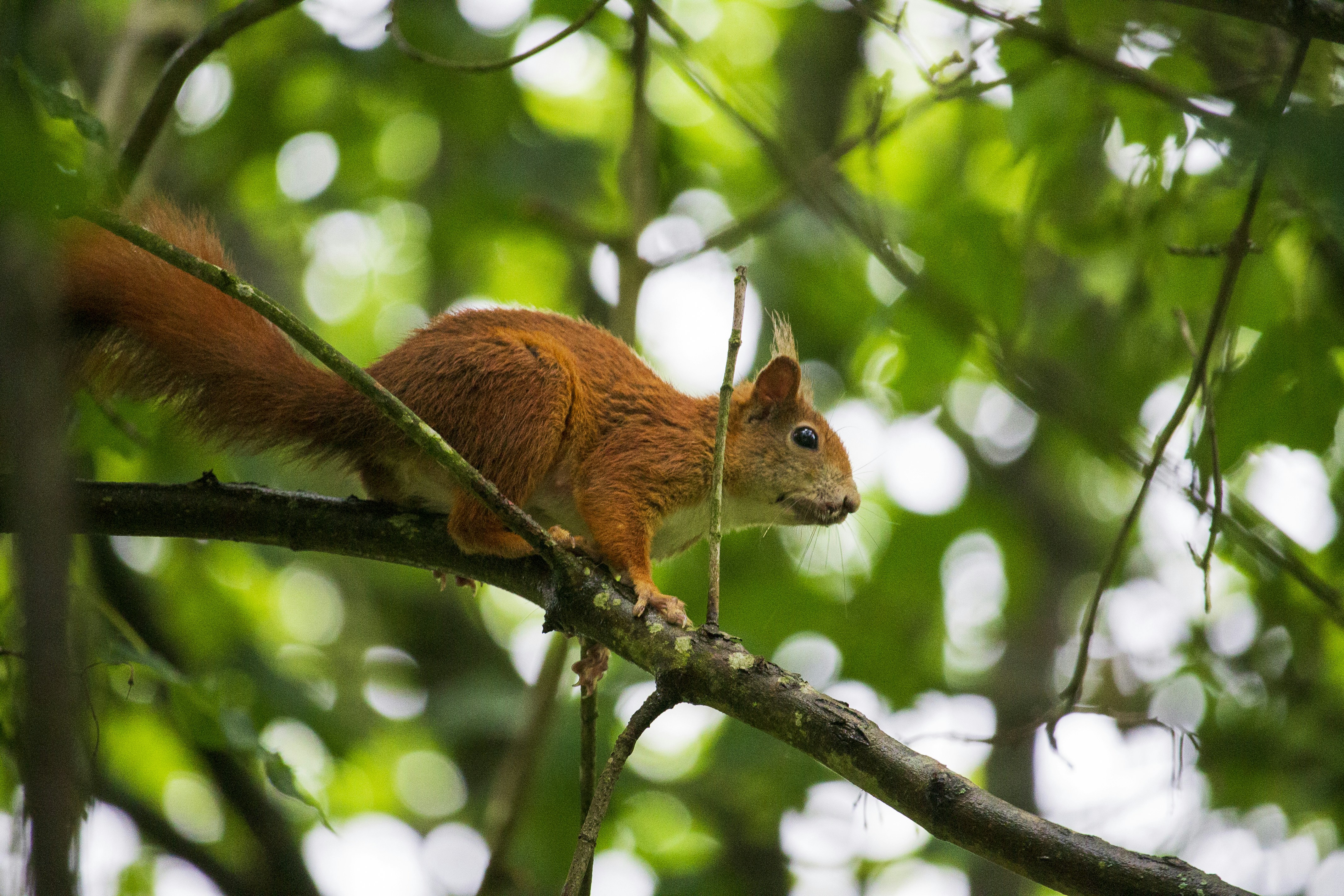 a squirrel is sitting on a tree branch