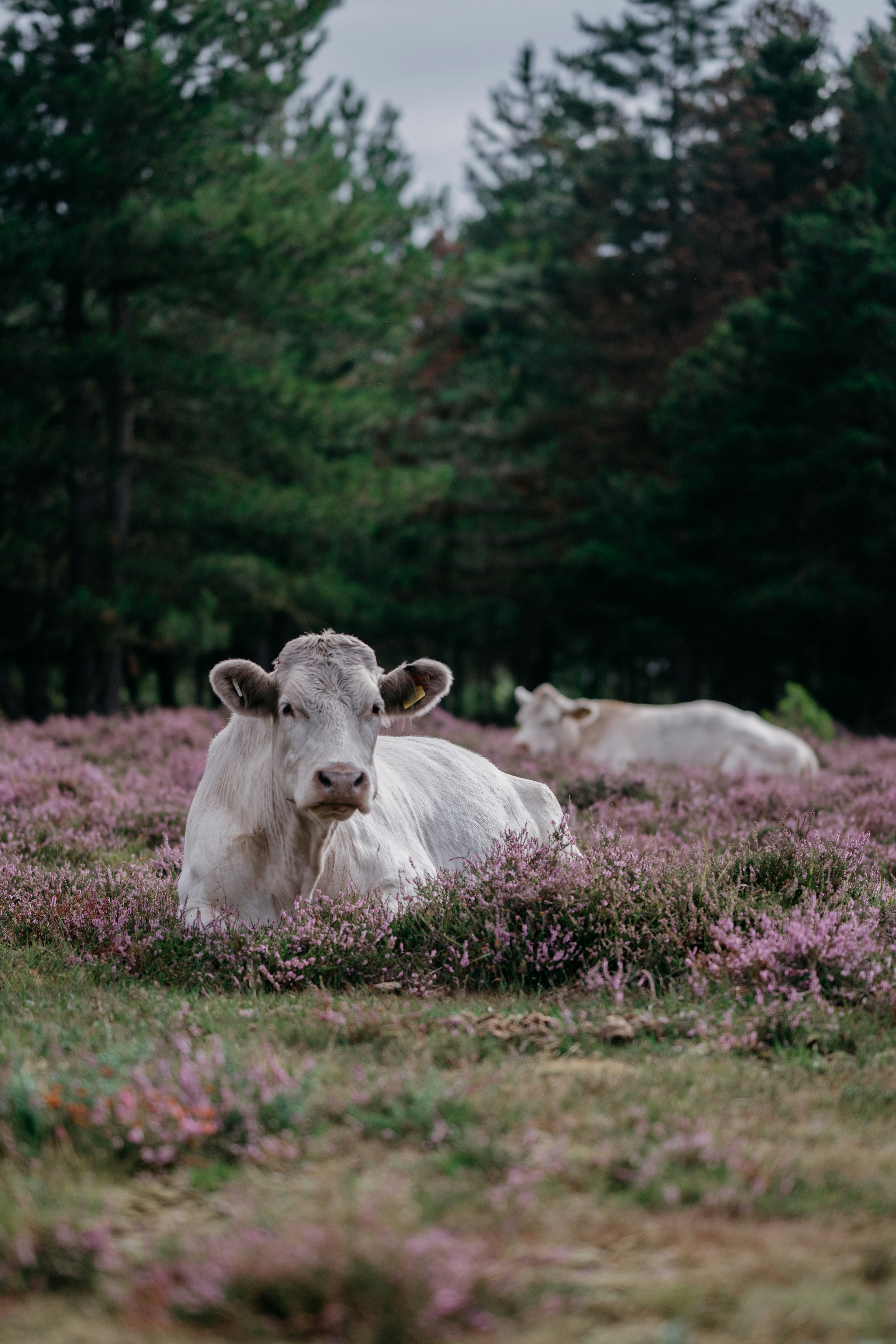 White Cow in Pink Heather Field Under Conifer Canopy