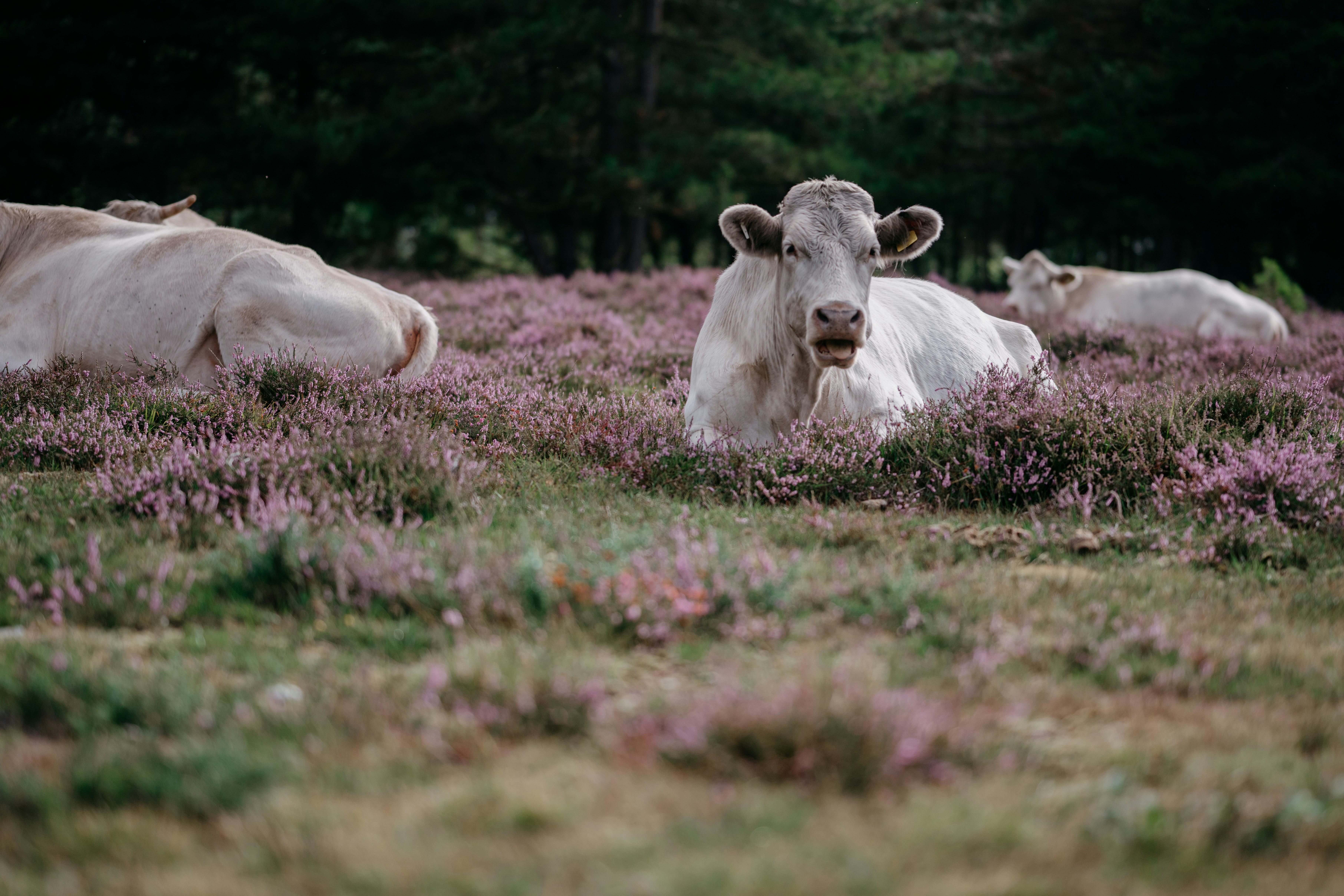 Photo by Annie Spratt with Nikon Z7