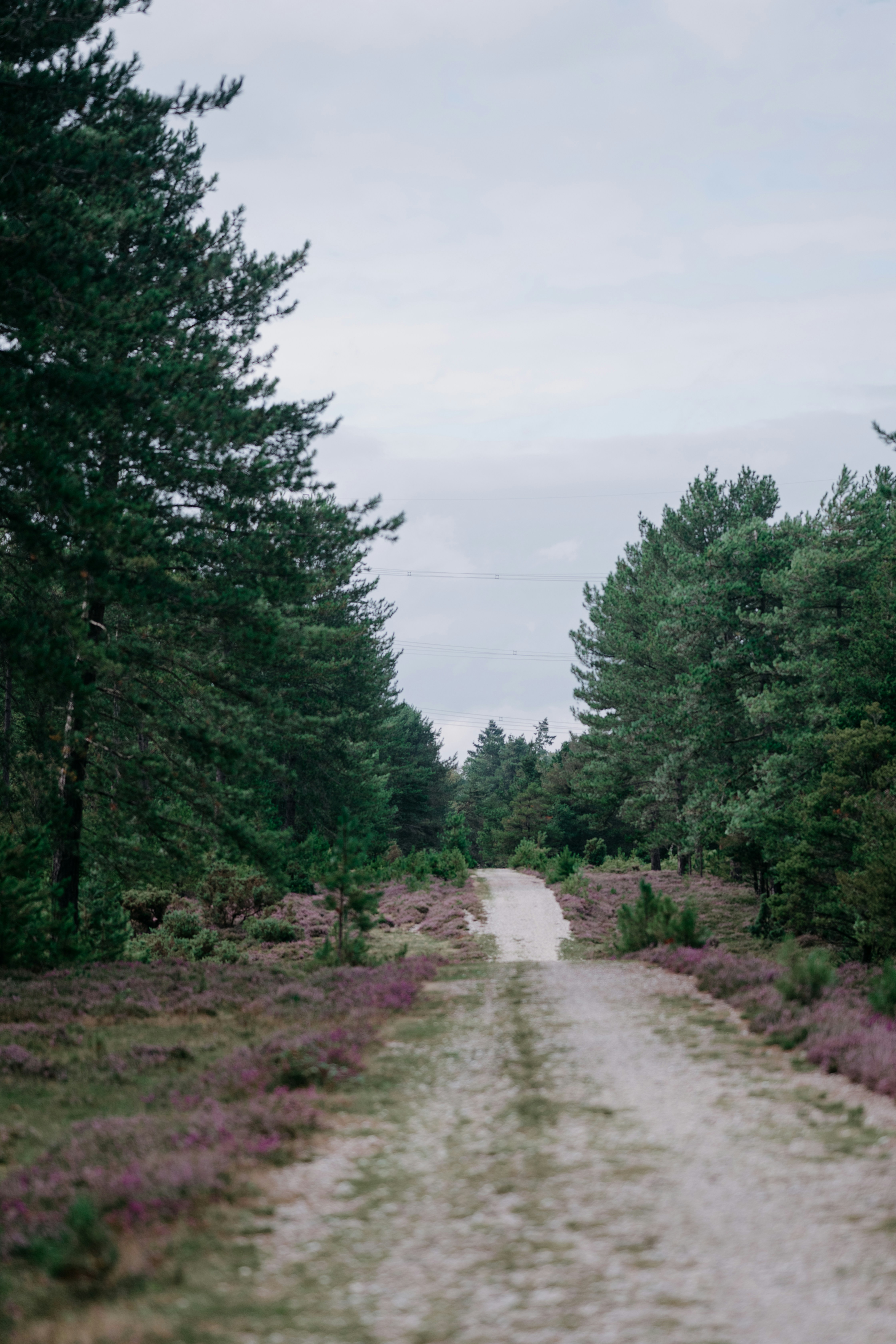 Photo by Annie Spratt with Nikon Z7