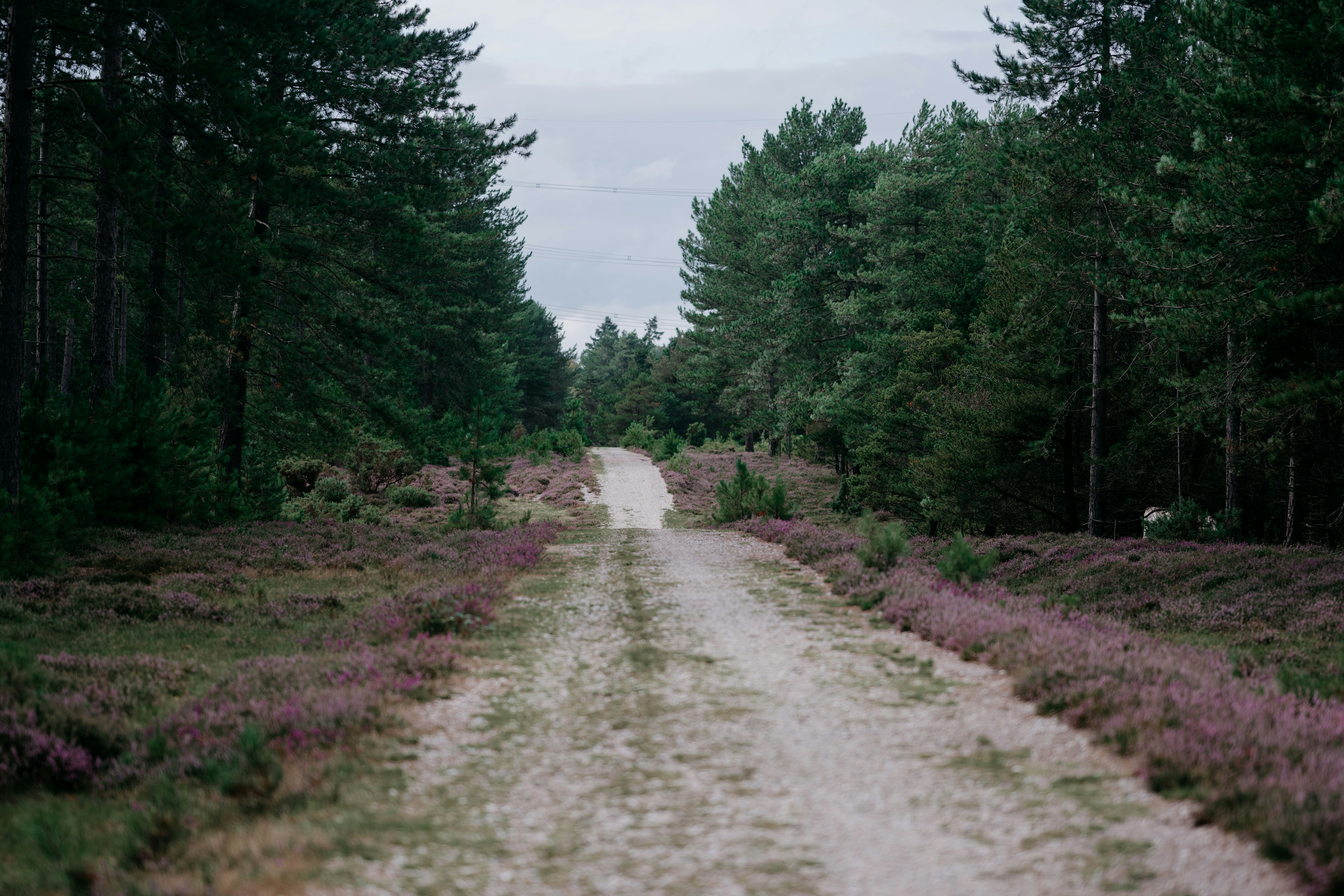 Photo by Annie Spratt with Nikon Z7