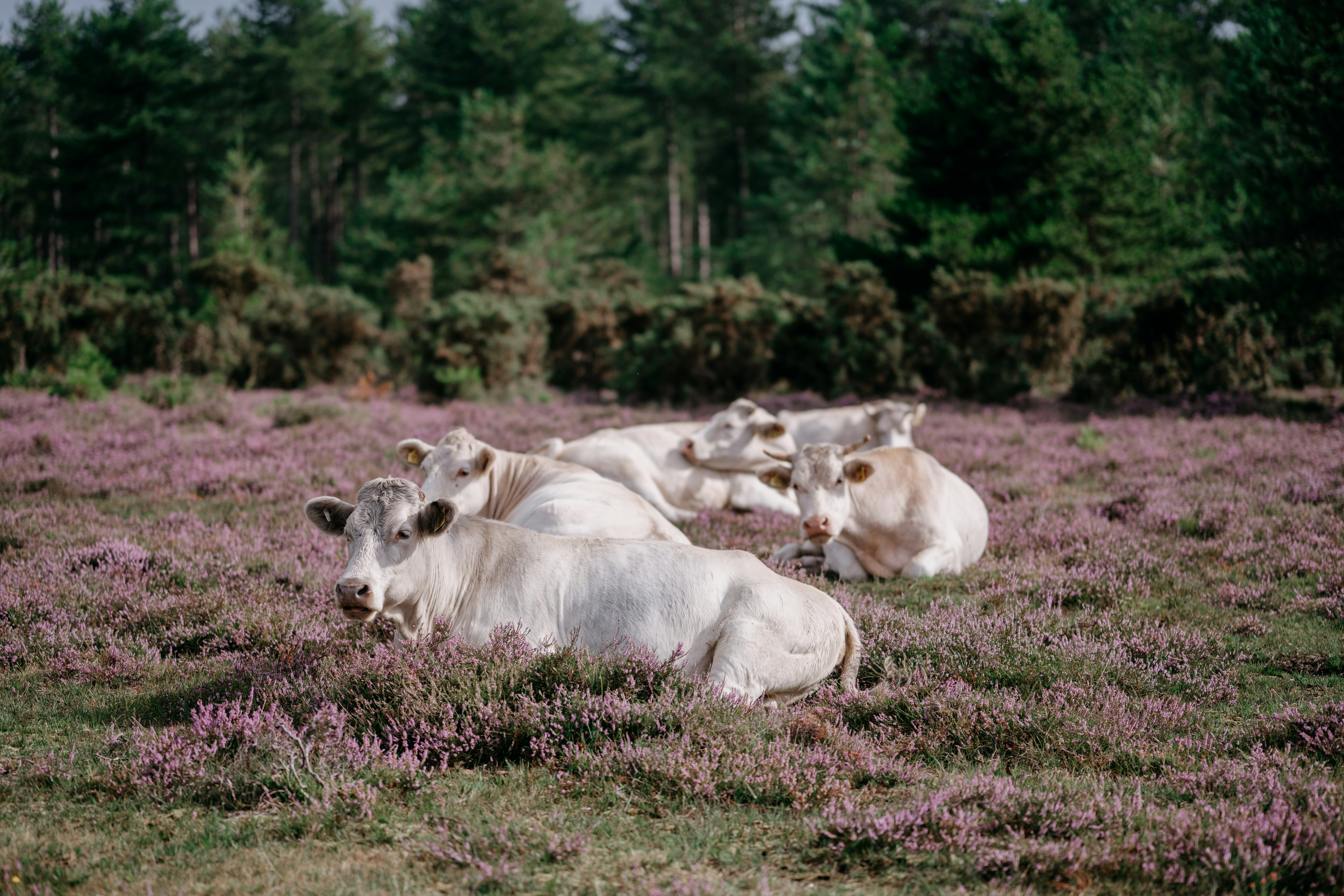 Heathered Quiet: A Resting Herd in Blooming Moorland