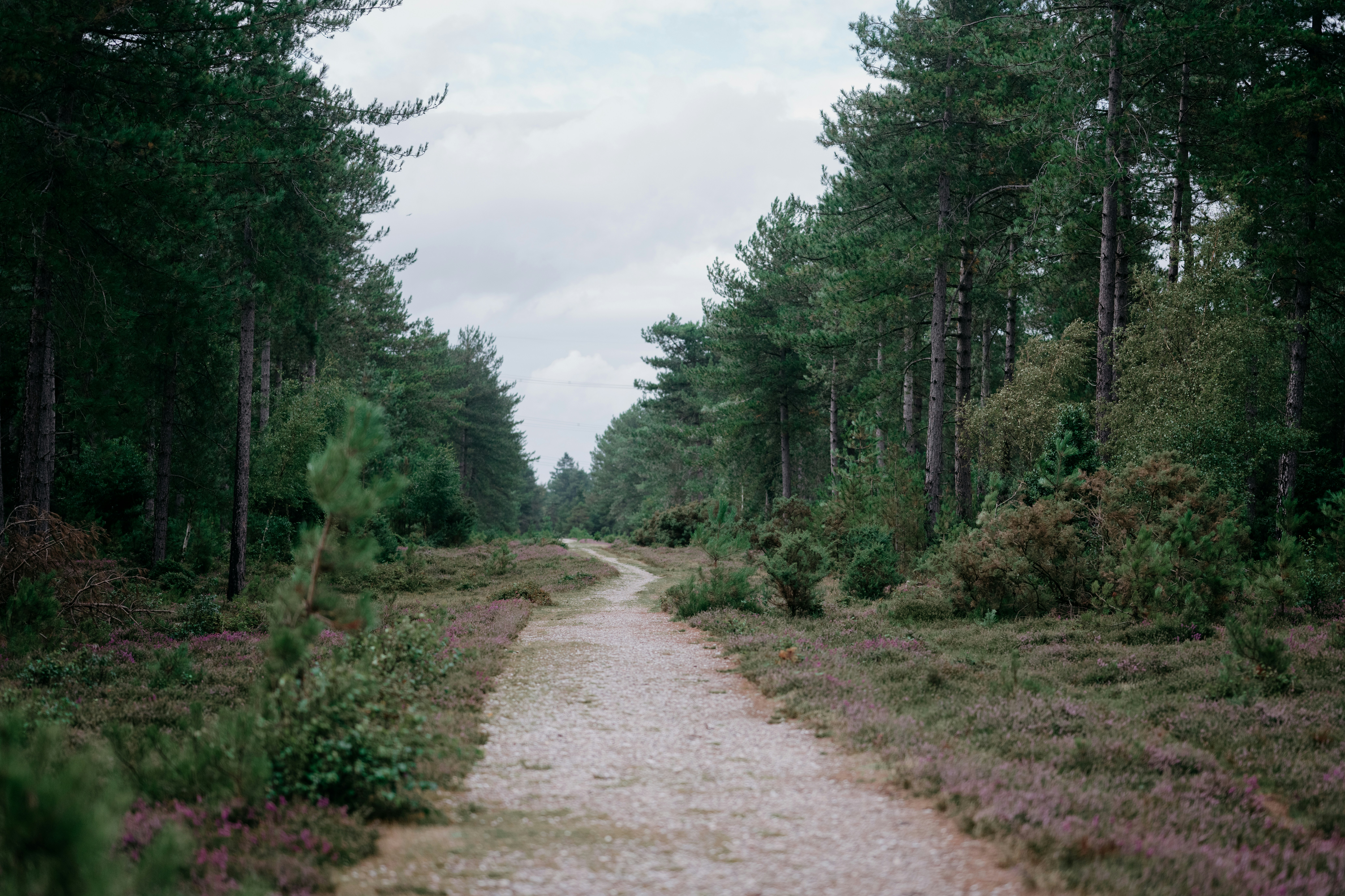 Photo by Annie Spratt with Nikon Z7