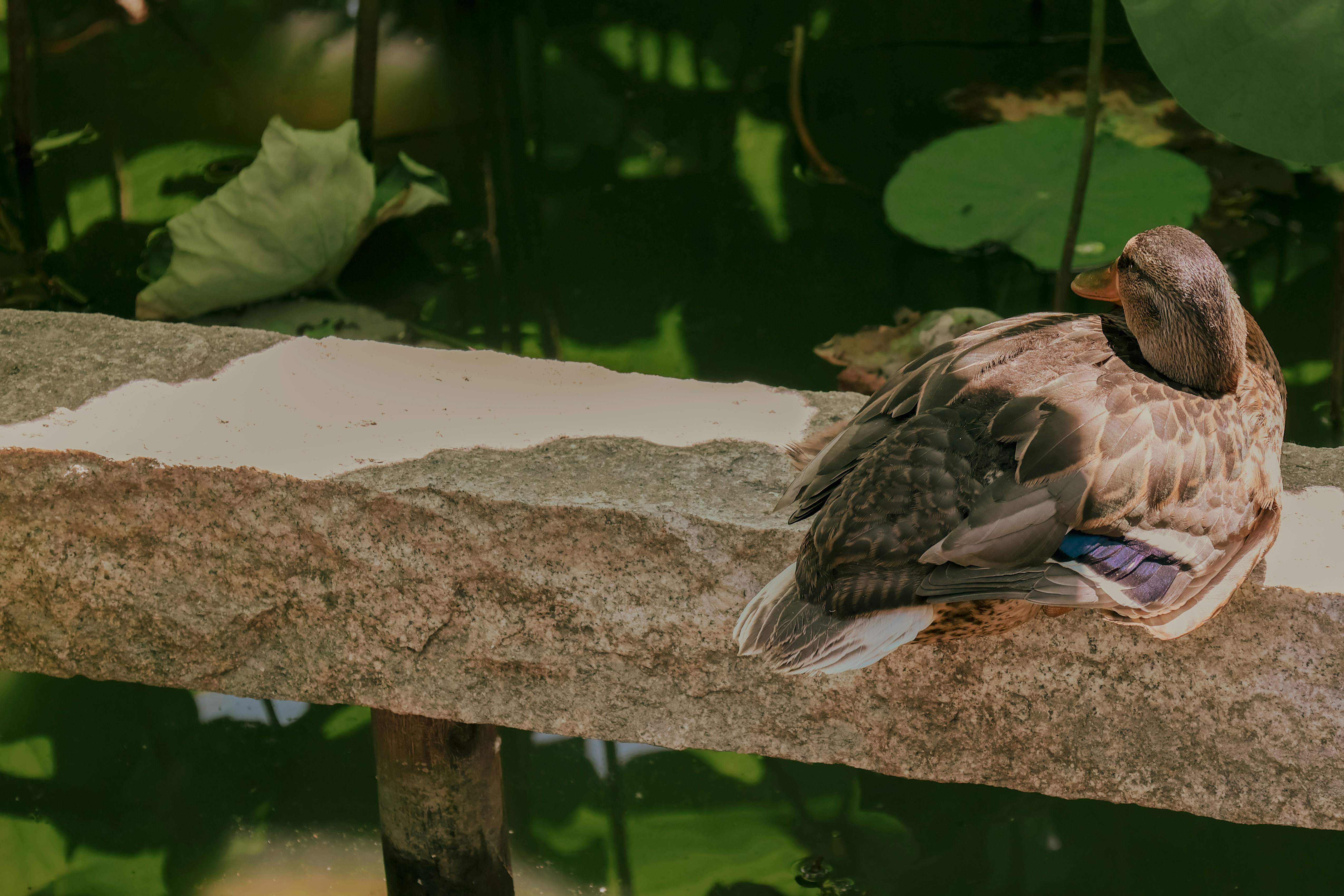 Sunlit Mallard Resting on a Weathered Stone Rail Over a Quiet Pond