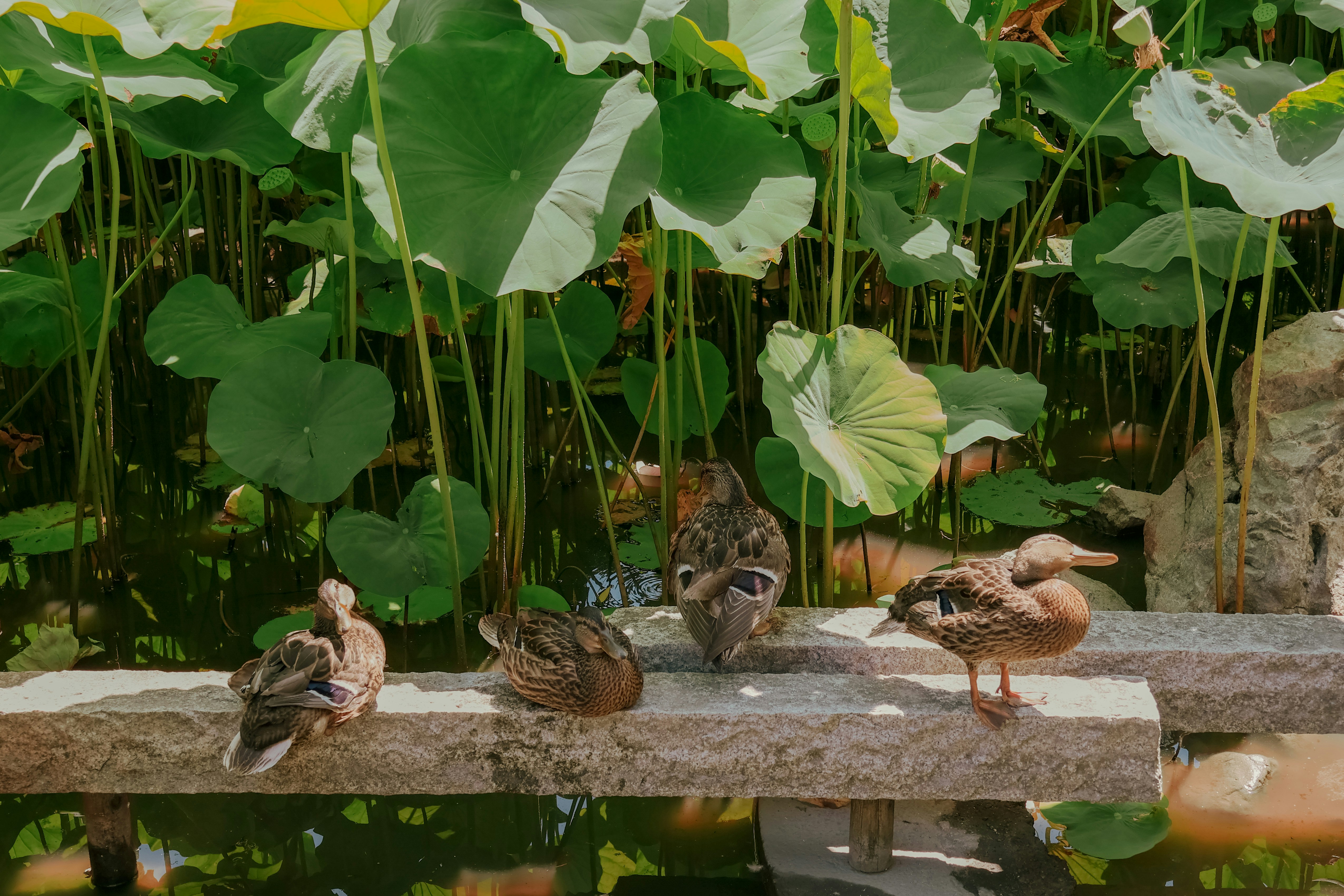 a group of ducks sitting on a ledge next to a pond